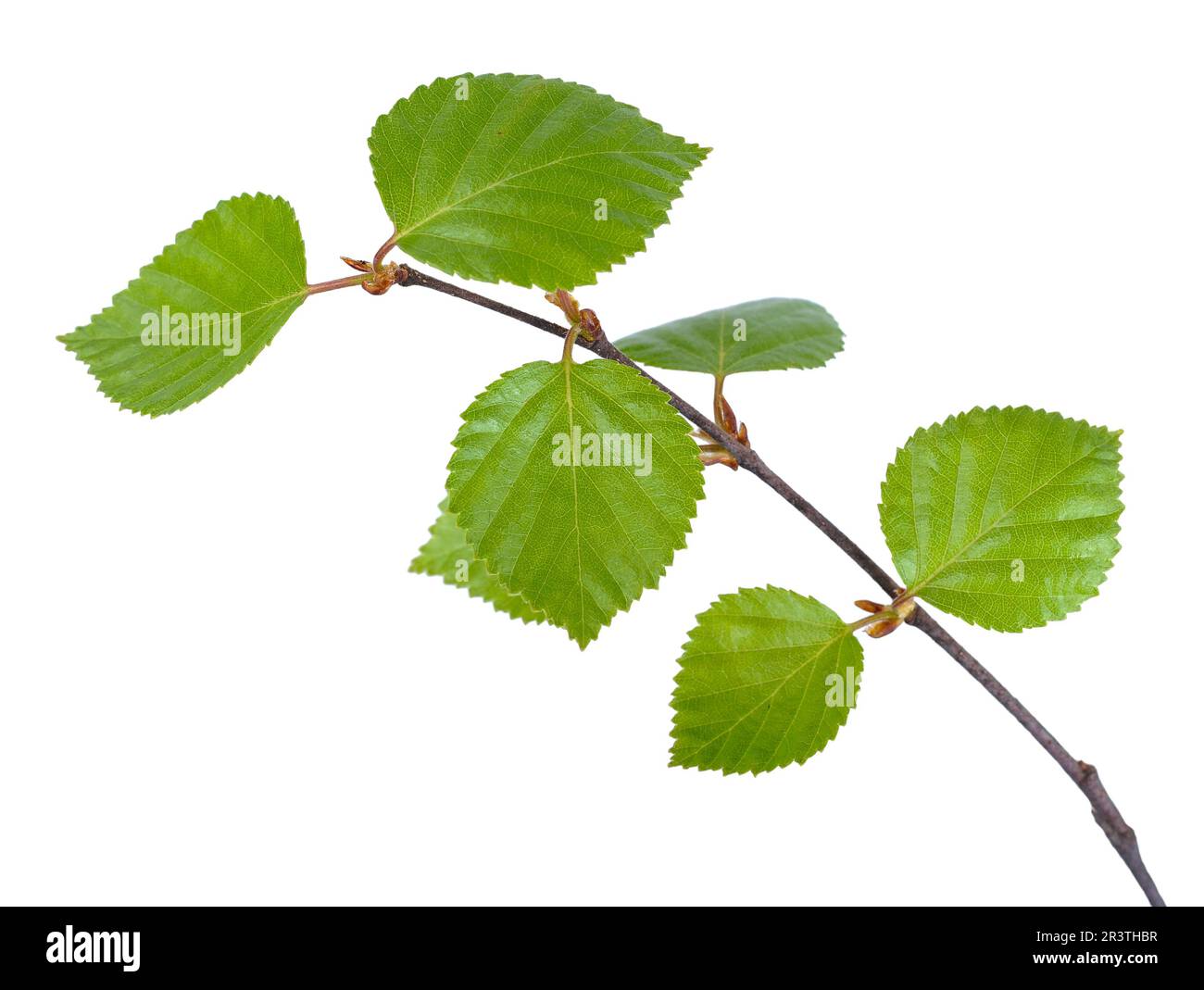 Branches young green foliage isolated Cut Out Stock Images & Pictures ...