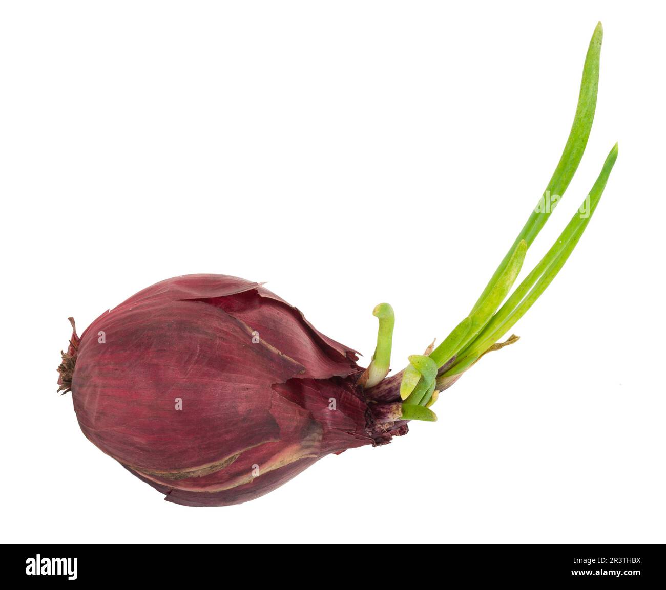 Red onion sprouting hi-res stock photography and images - Alamy