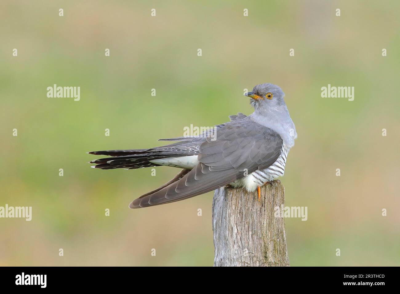 Common cuckoo (Cuculus canorus), male in spring, wildlife, sitting on ...