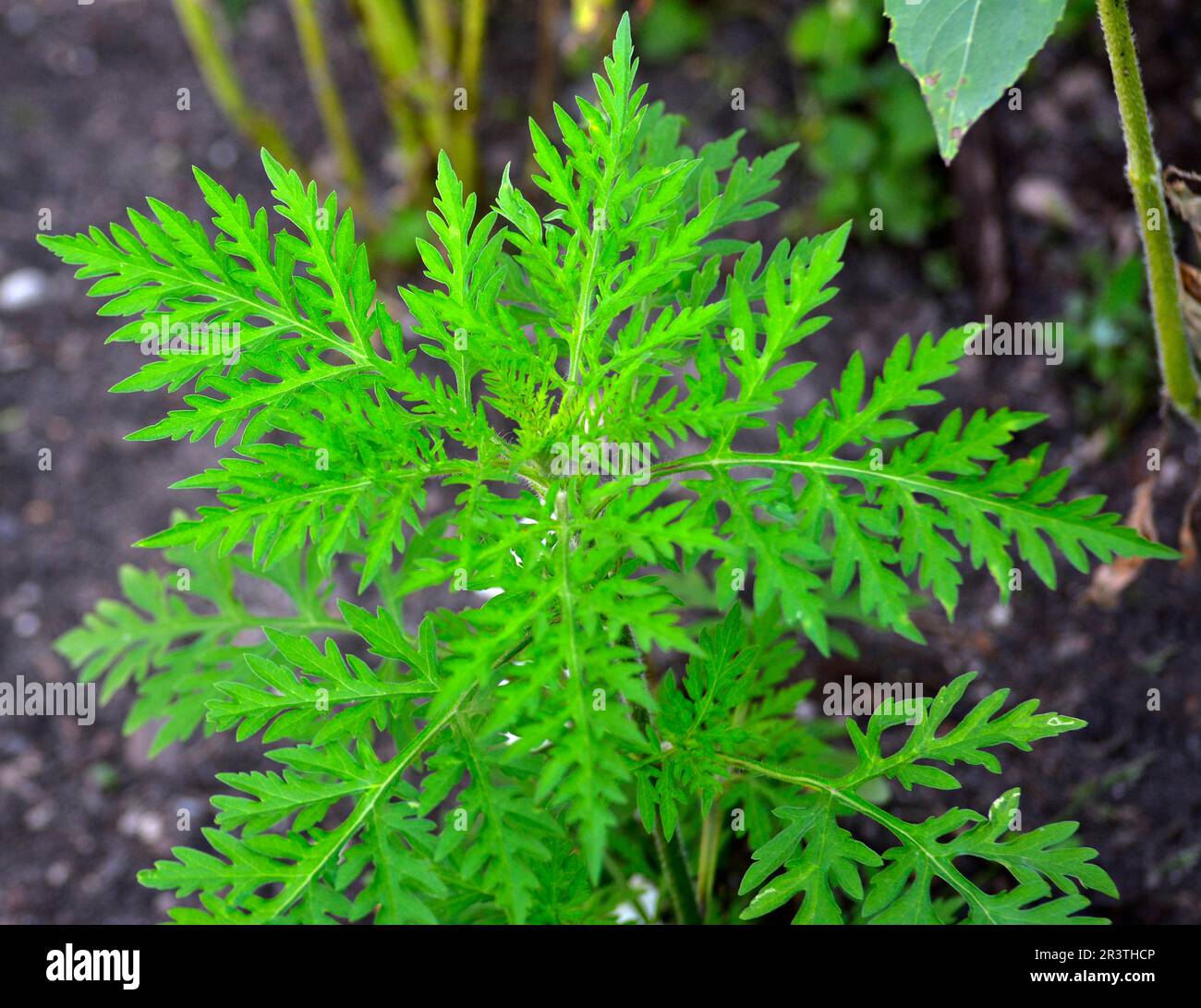 Ragweed in the garden Stock Photo - Alamy