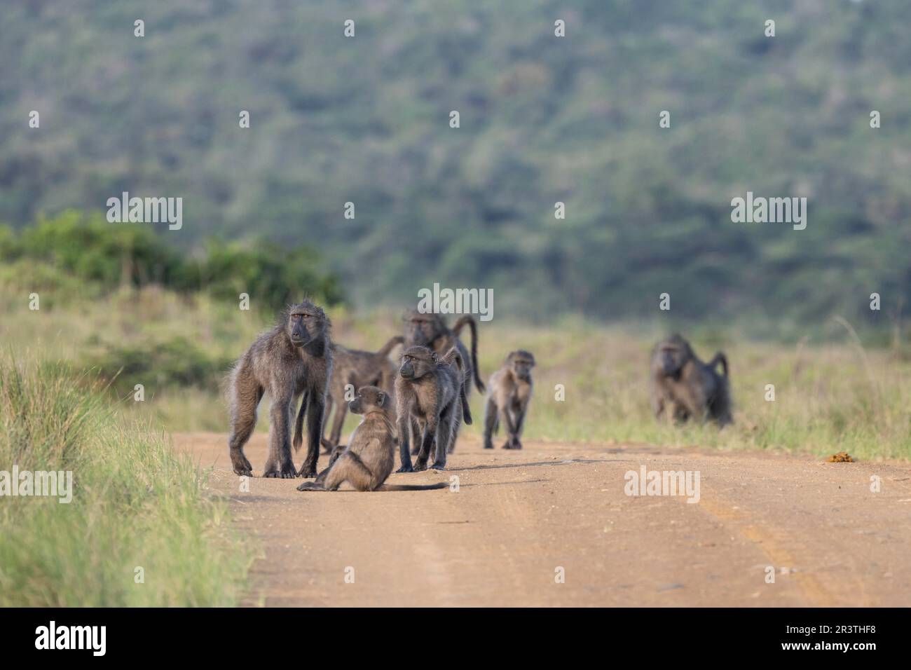 Chakma baboon or bear baboon (Papio ursinus), troop on track ...