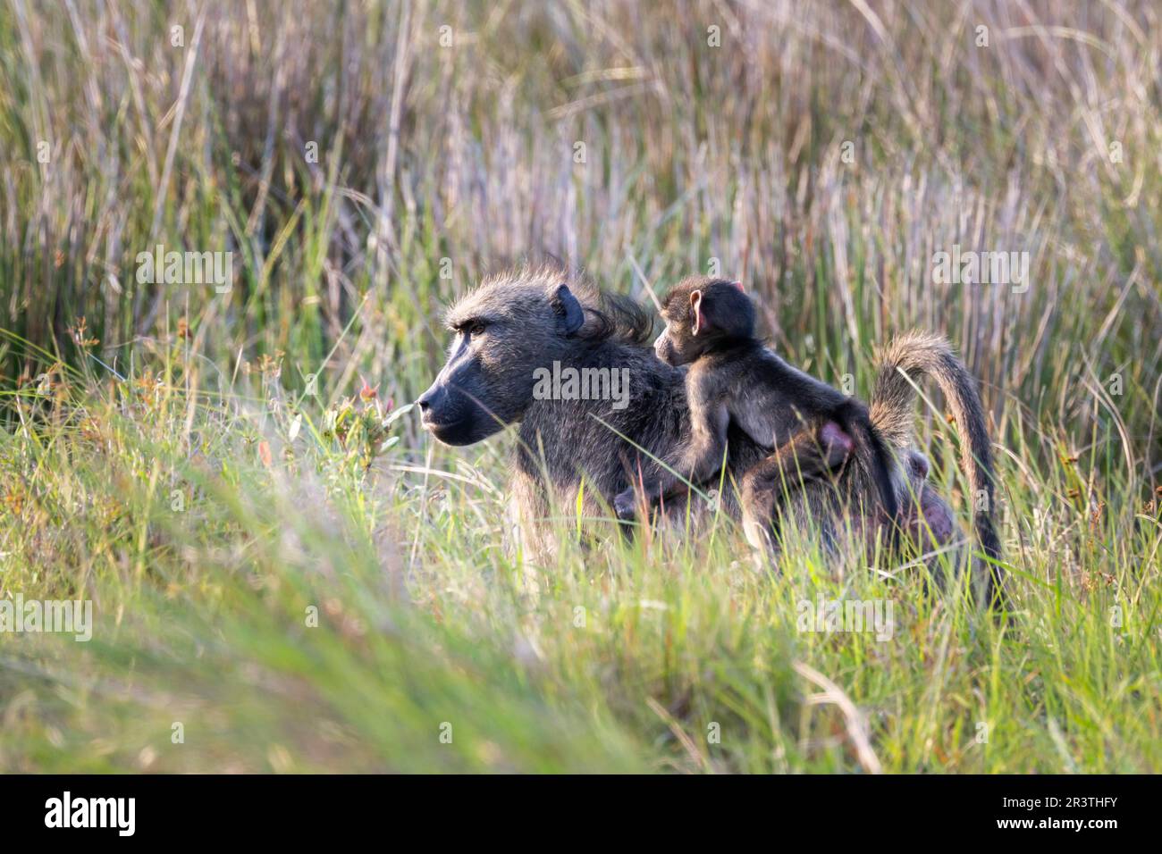 Chakma baboon or bear baboon (Papio ursinus), young on mother's back ...