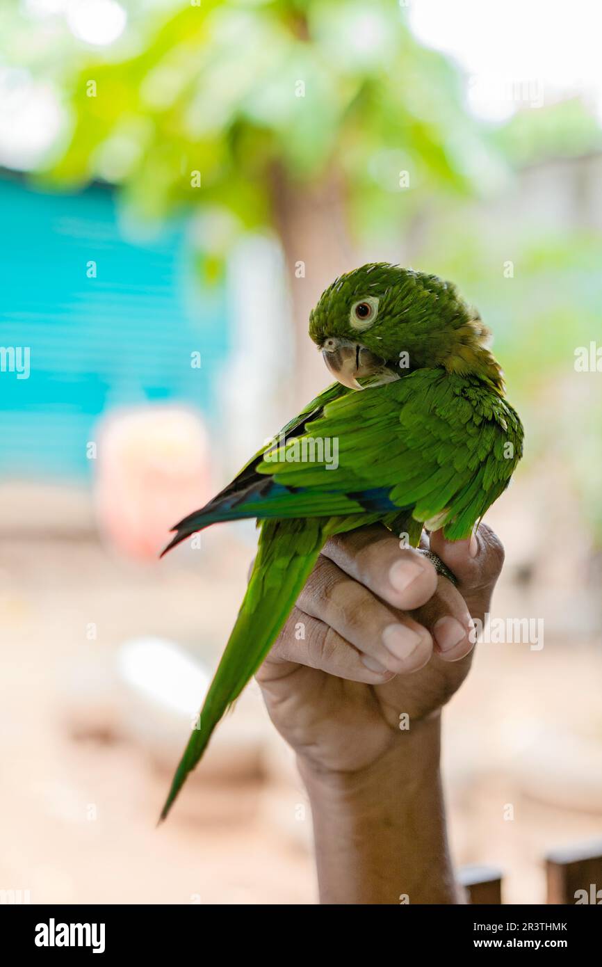 Hand holding a small parakeet. (Melopsittacus undulatus) or also known ...