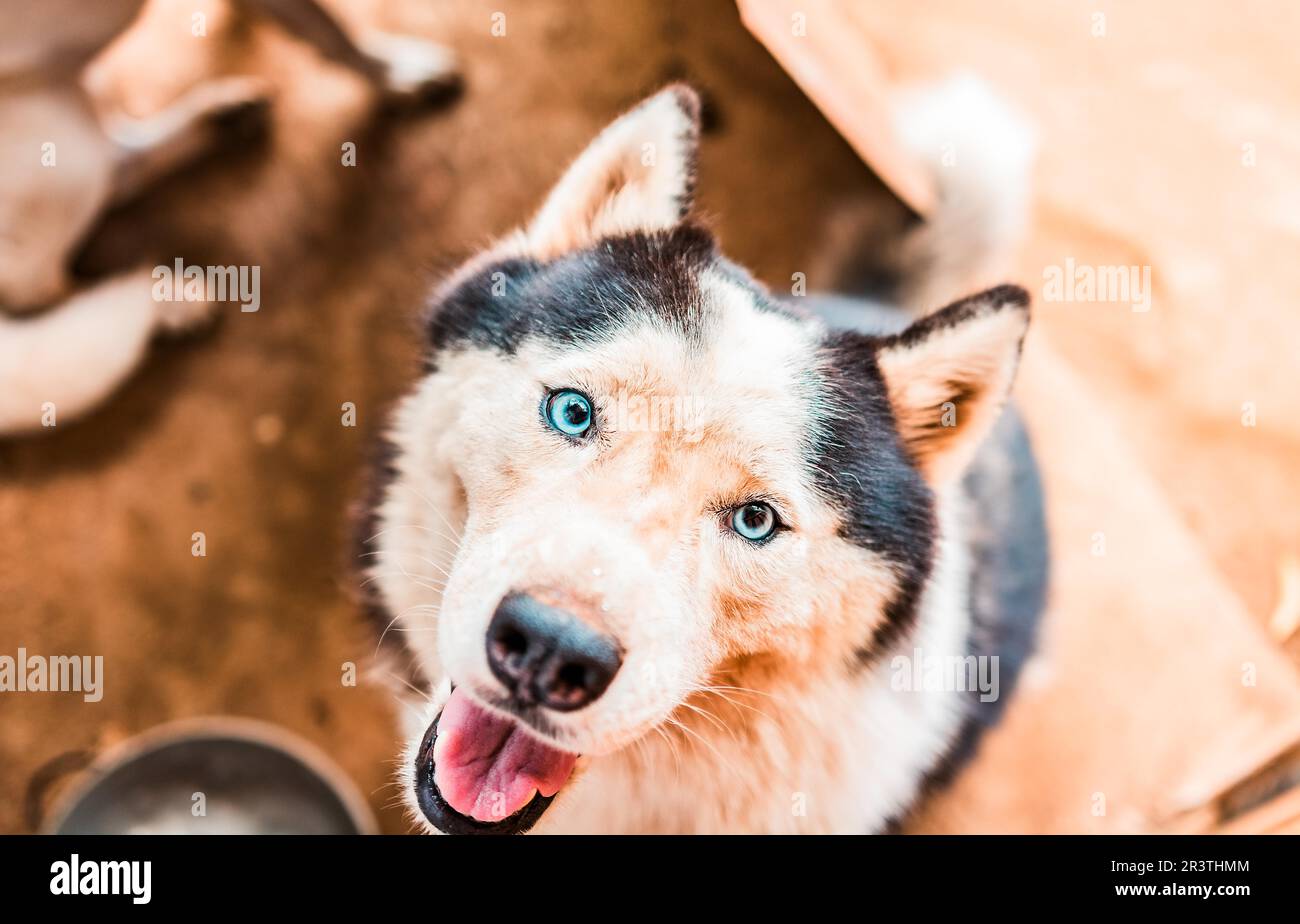Cute Husky Puppy Faces