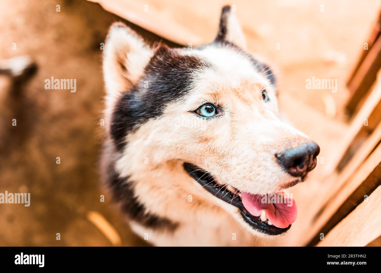 Face of a beautiful husky dog. Close up of cute husky dog looking at ...