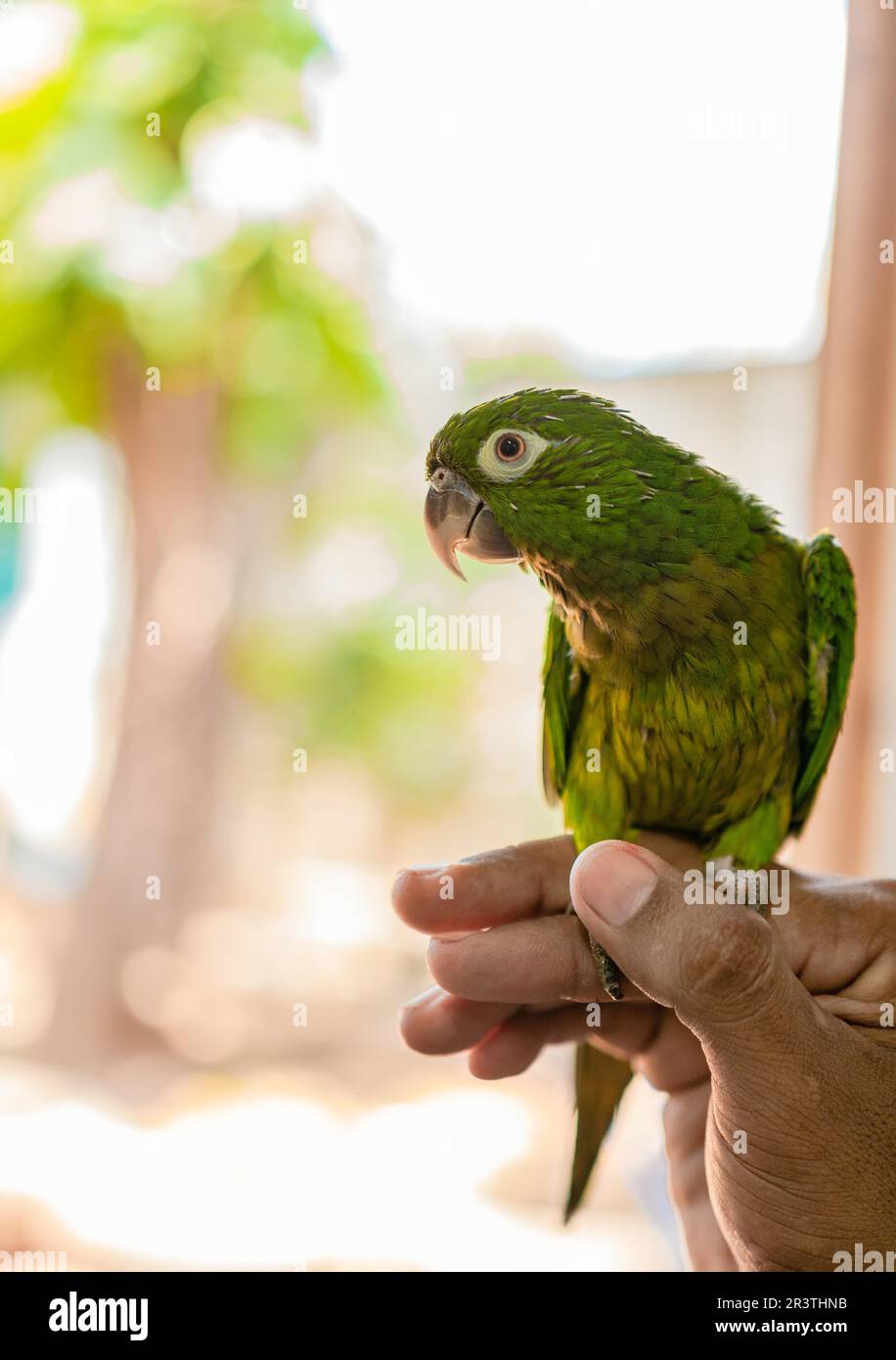 Green parakeet nicaragua hi-res stock photography and images - Alamy