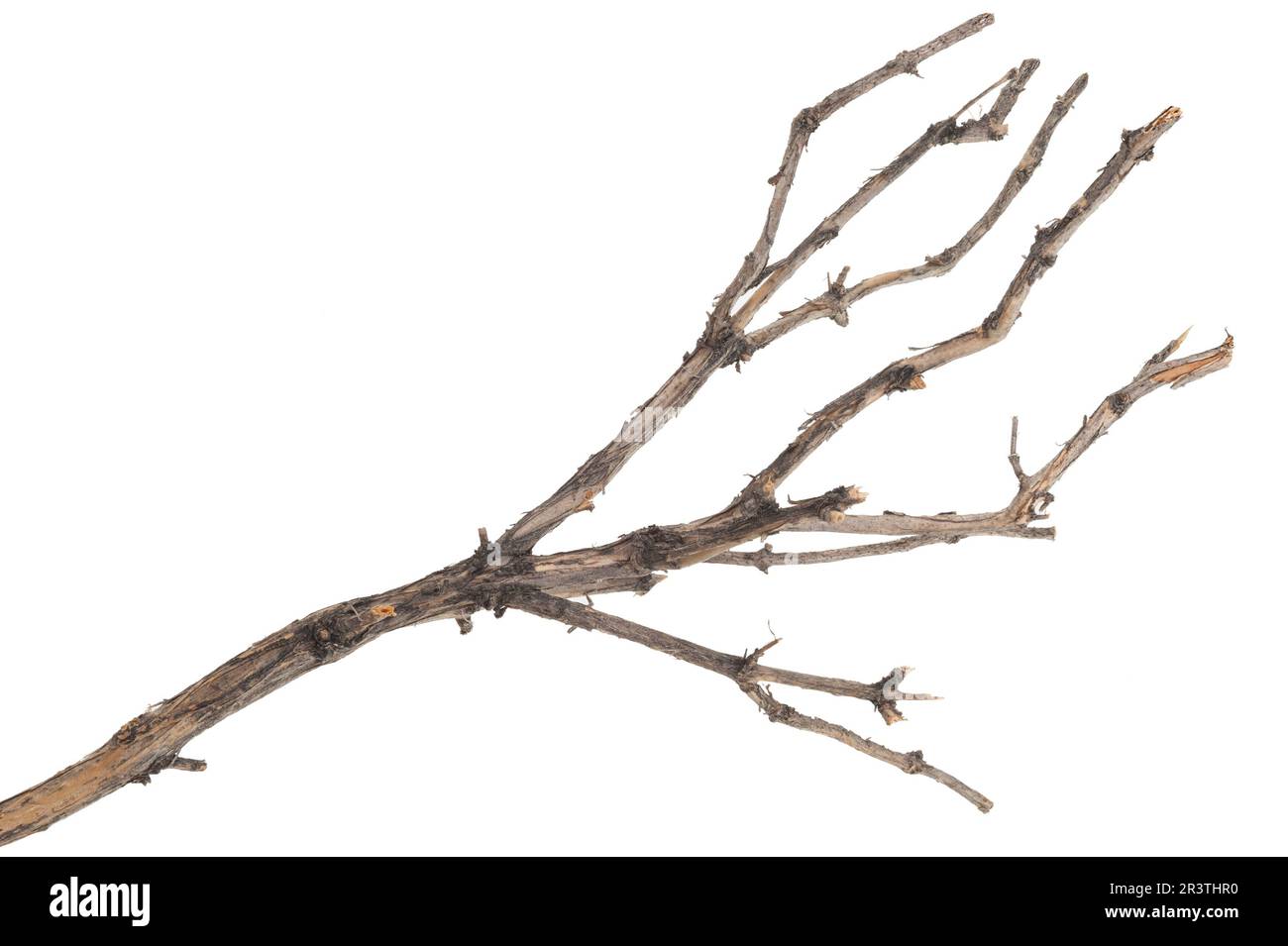 Dry tree branch Stock Photo - Alamy