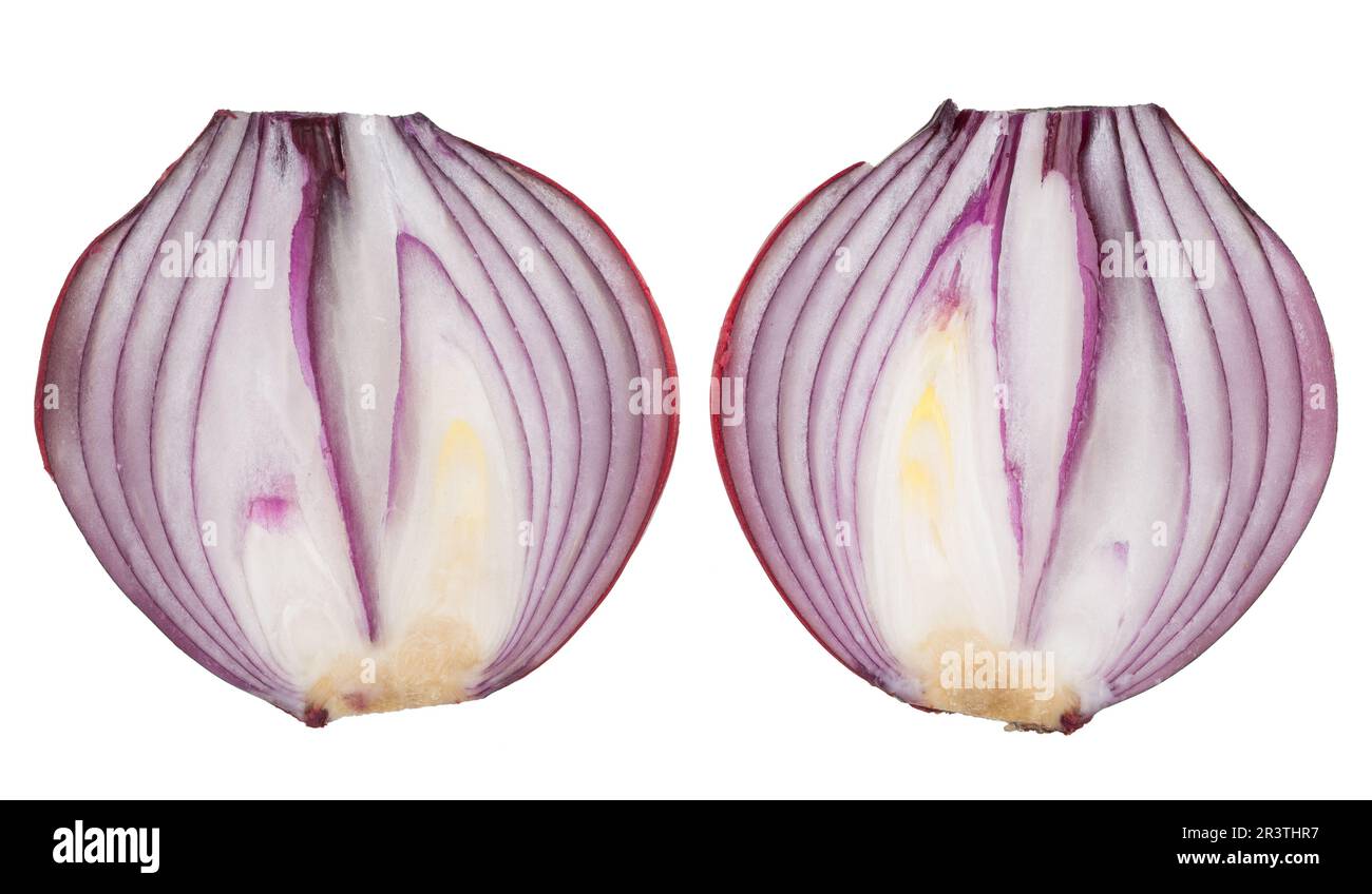 Cross section of an onion Cut Out Stock Images & Pictures - Alamy