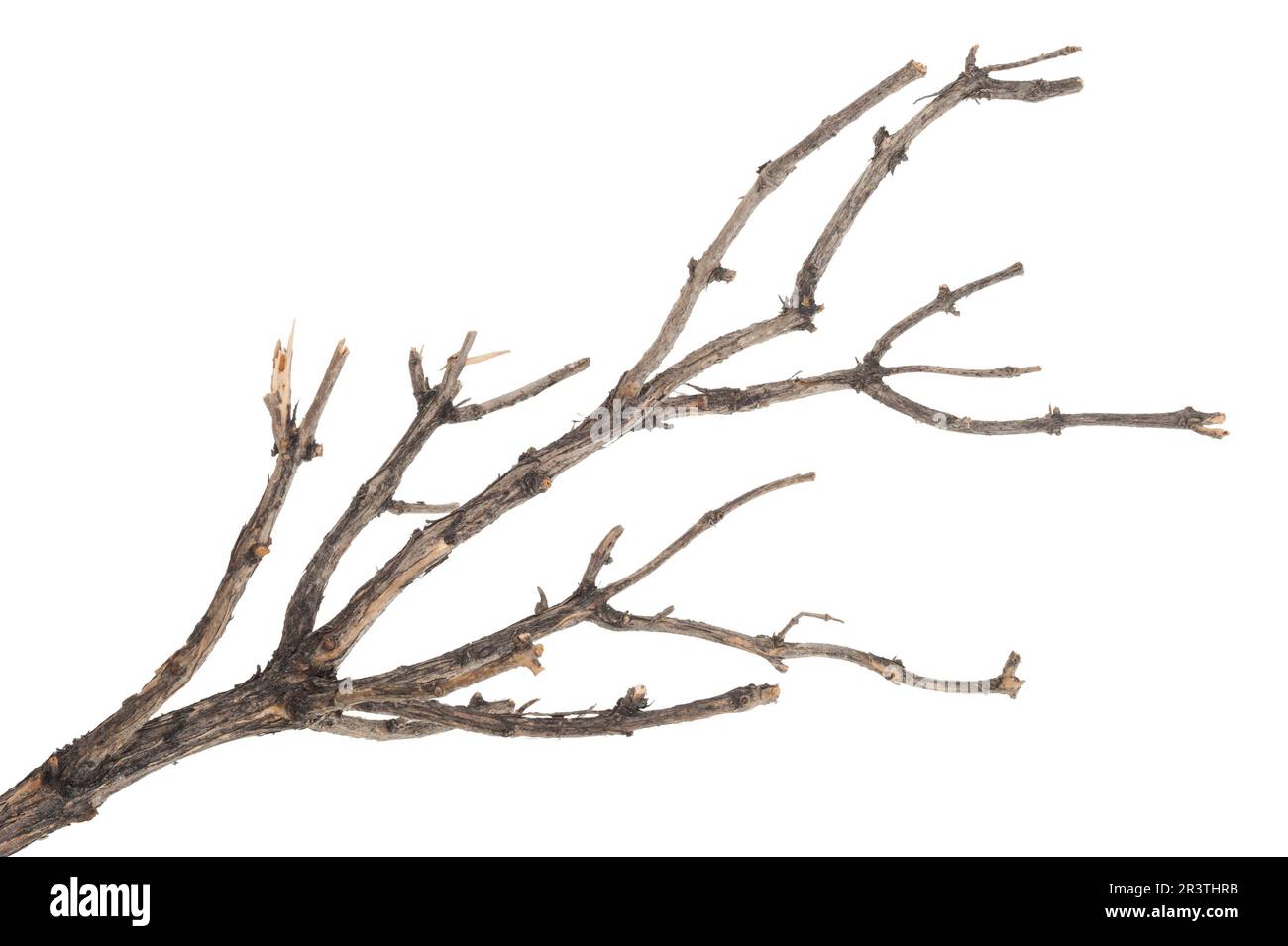 Dry tree branch Stock Photo - Alamy