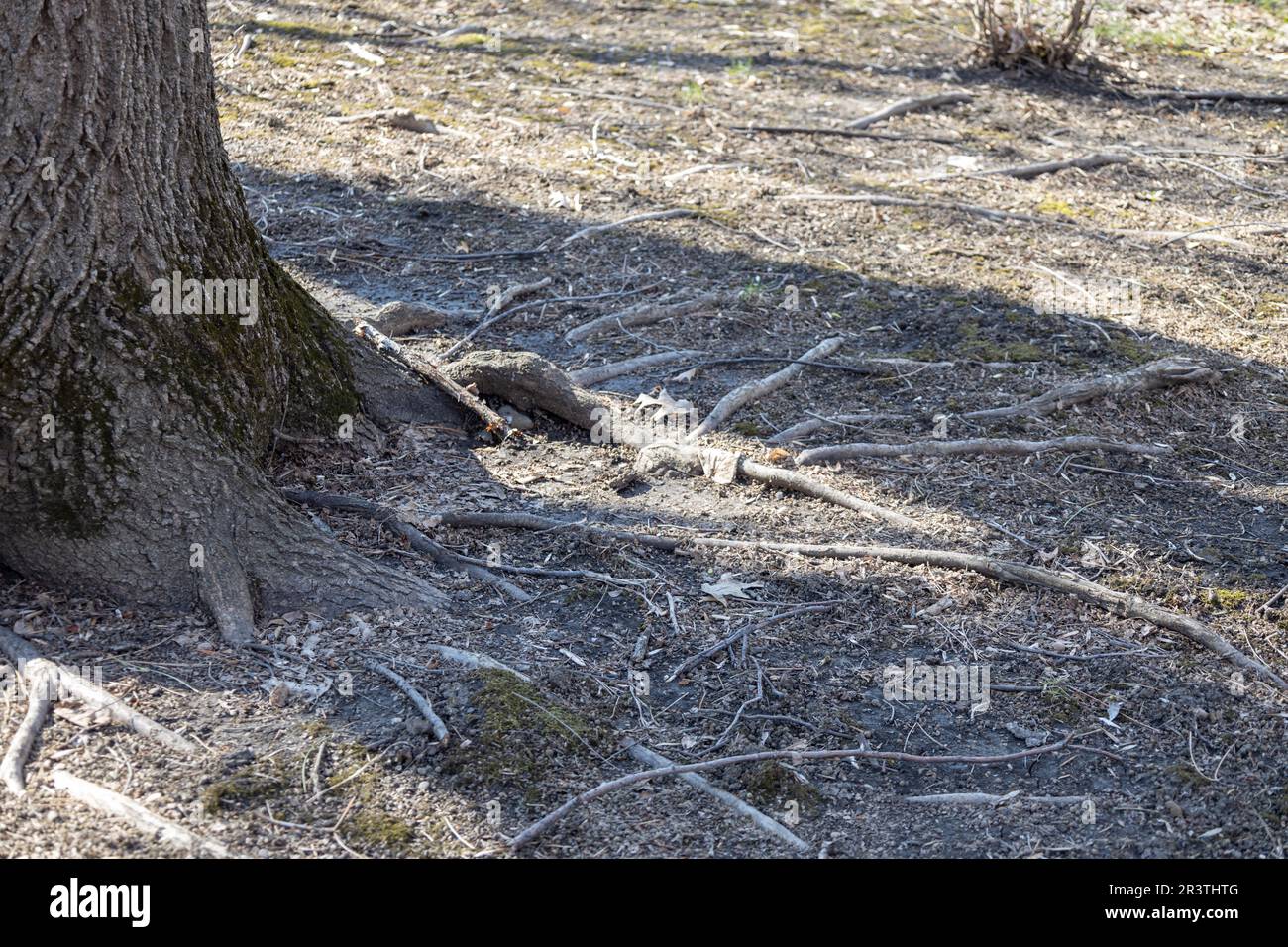 Sprawling roots hi-res stock photography and images - Alamy