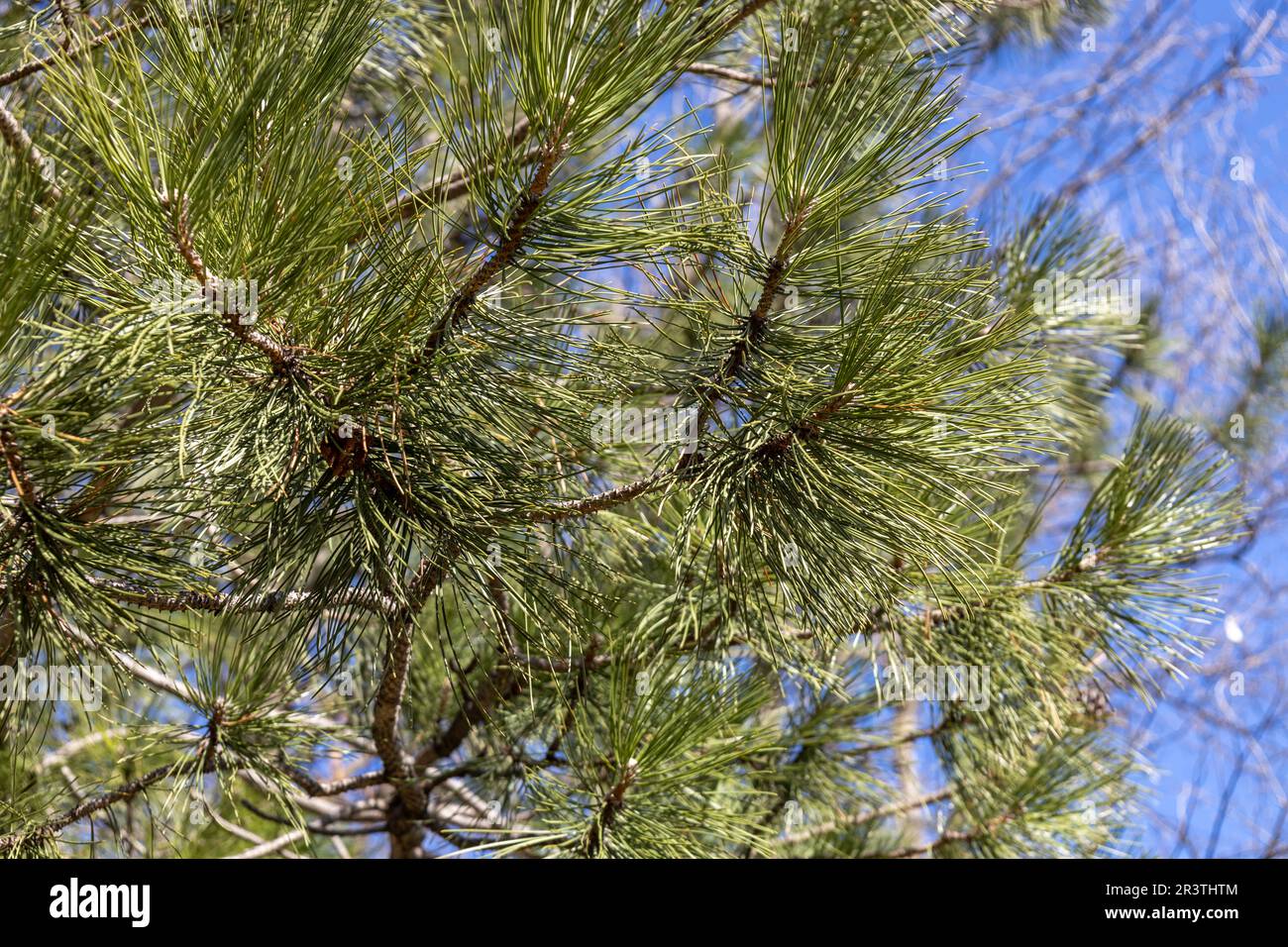 Treetop view of an Austrian pine (pinus nigra) tree with long needles ...