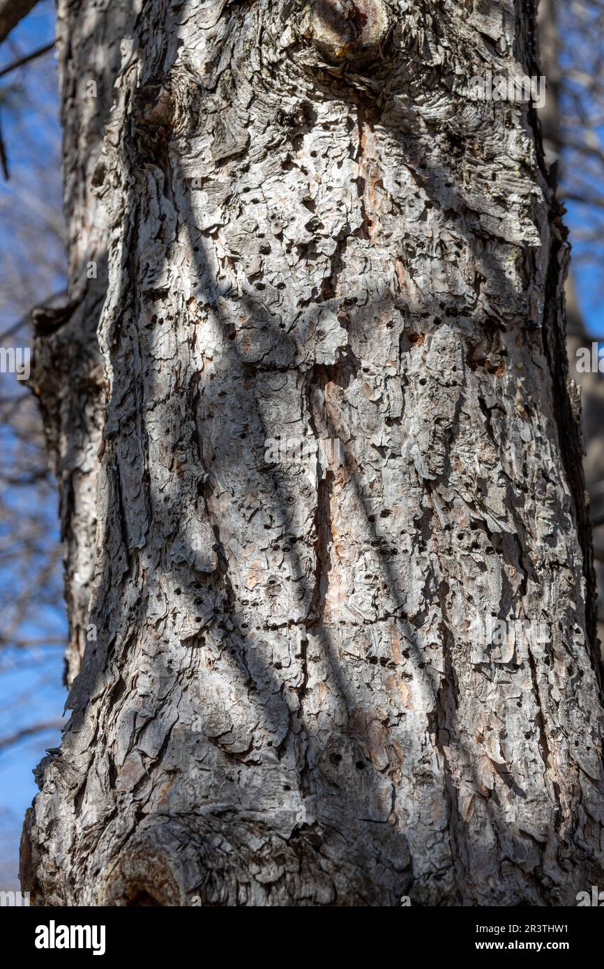 Close up view of textured bark on the trunk of a mature Austrian pine ...