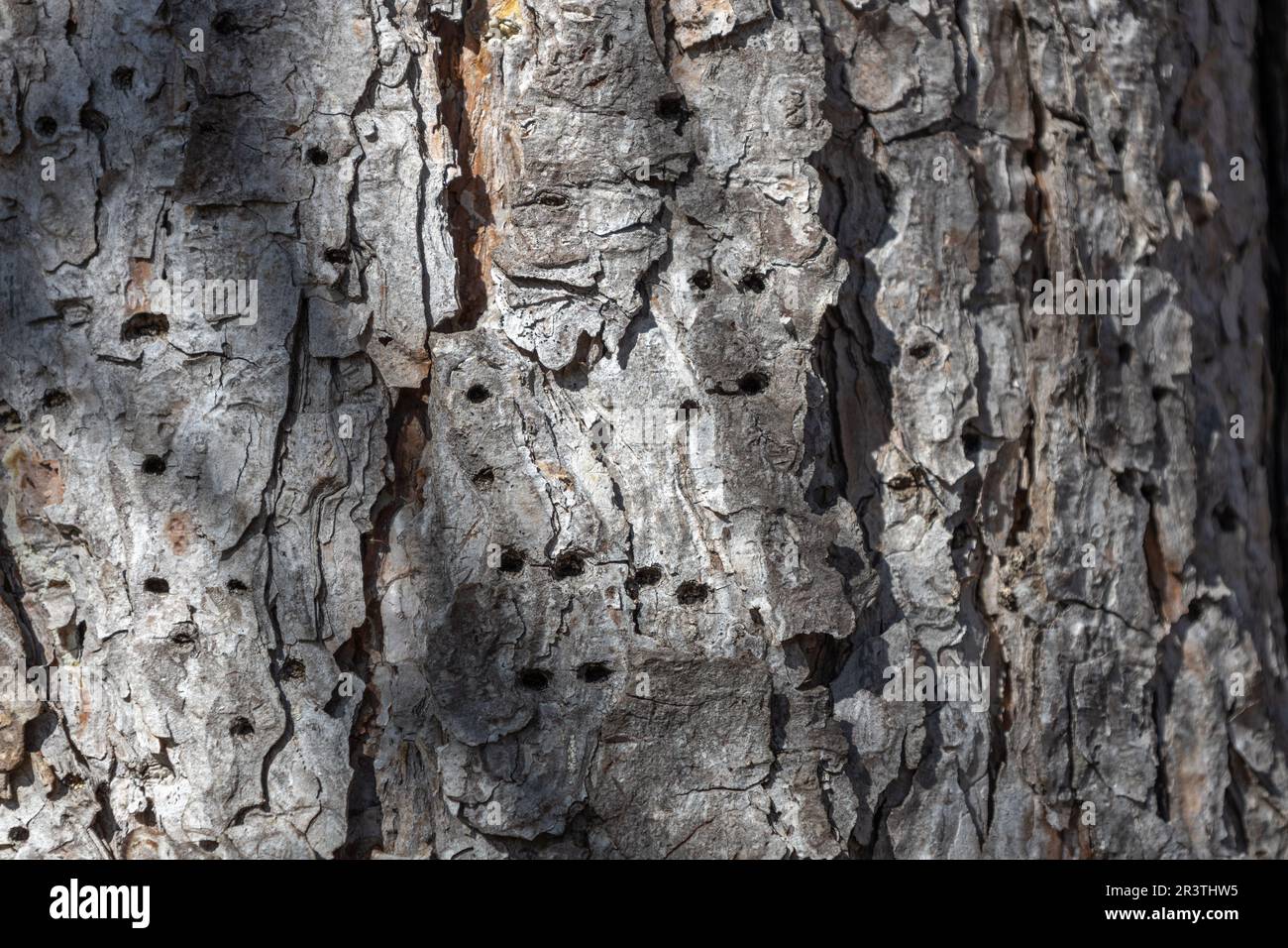 Close up view of textured bark on the trunk of a mature Austrian pine ...