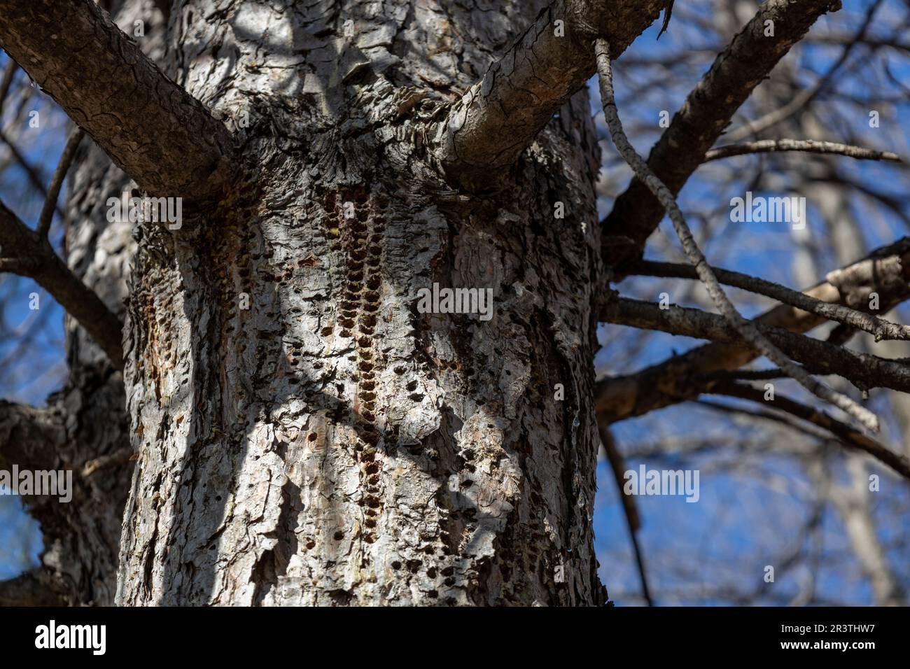 Close up view of textured bark on the trunk of a mature Austrian pine ...
