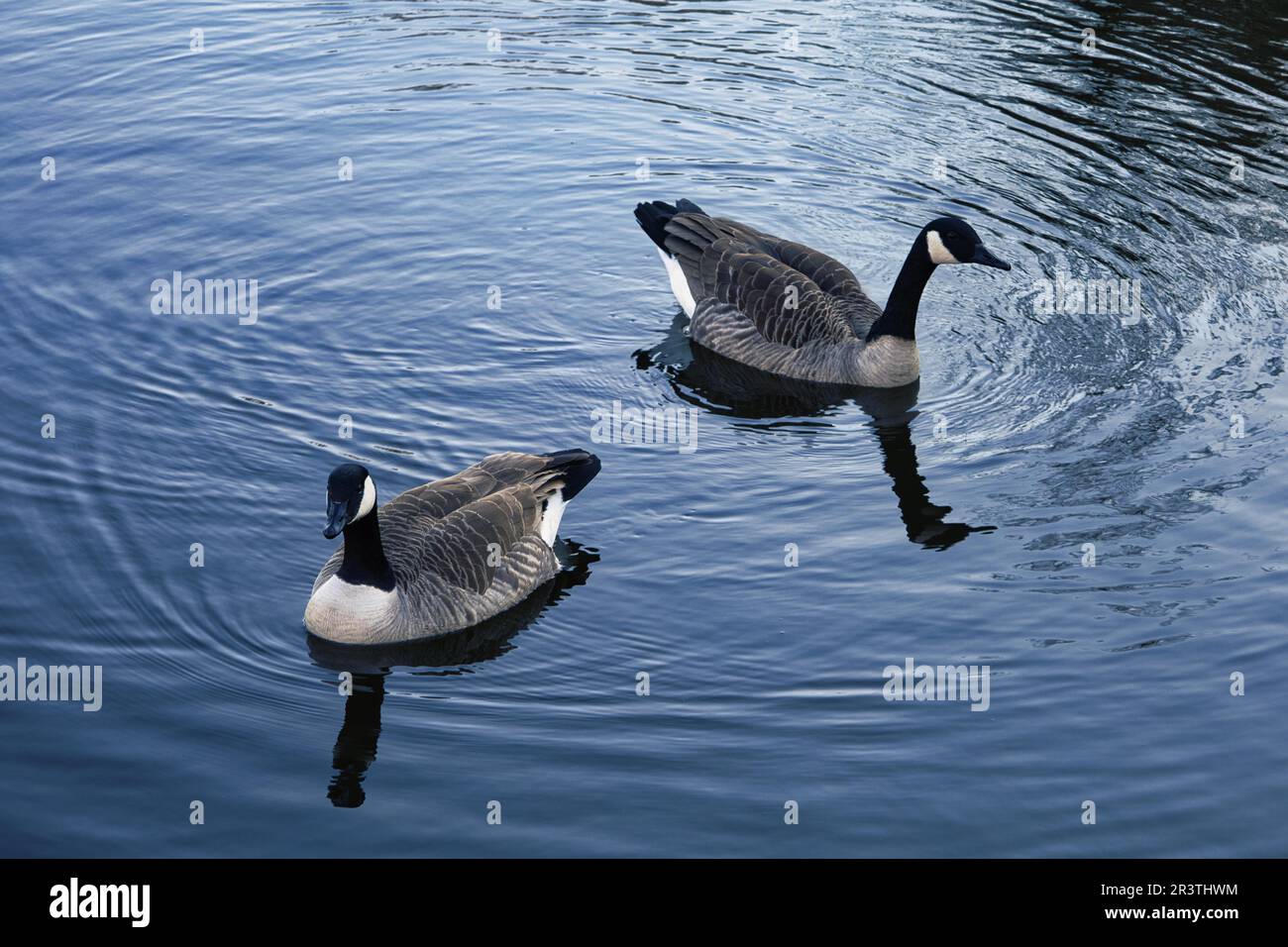 Two Canada geese (Branta canadensis) at a forest lake, Germany Stock ...