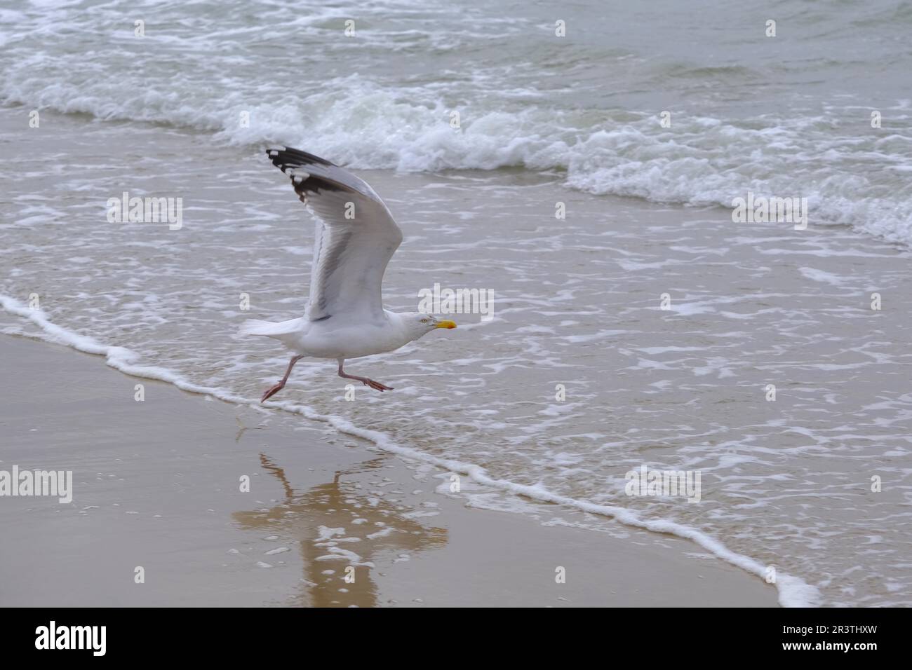 Seagull (Larinae) taking off from the beach on the North Sea coast ...