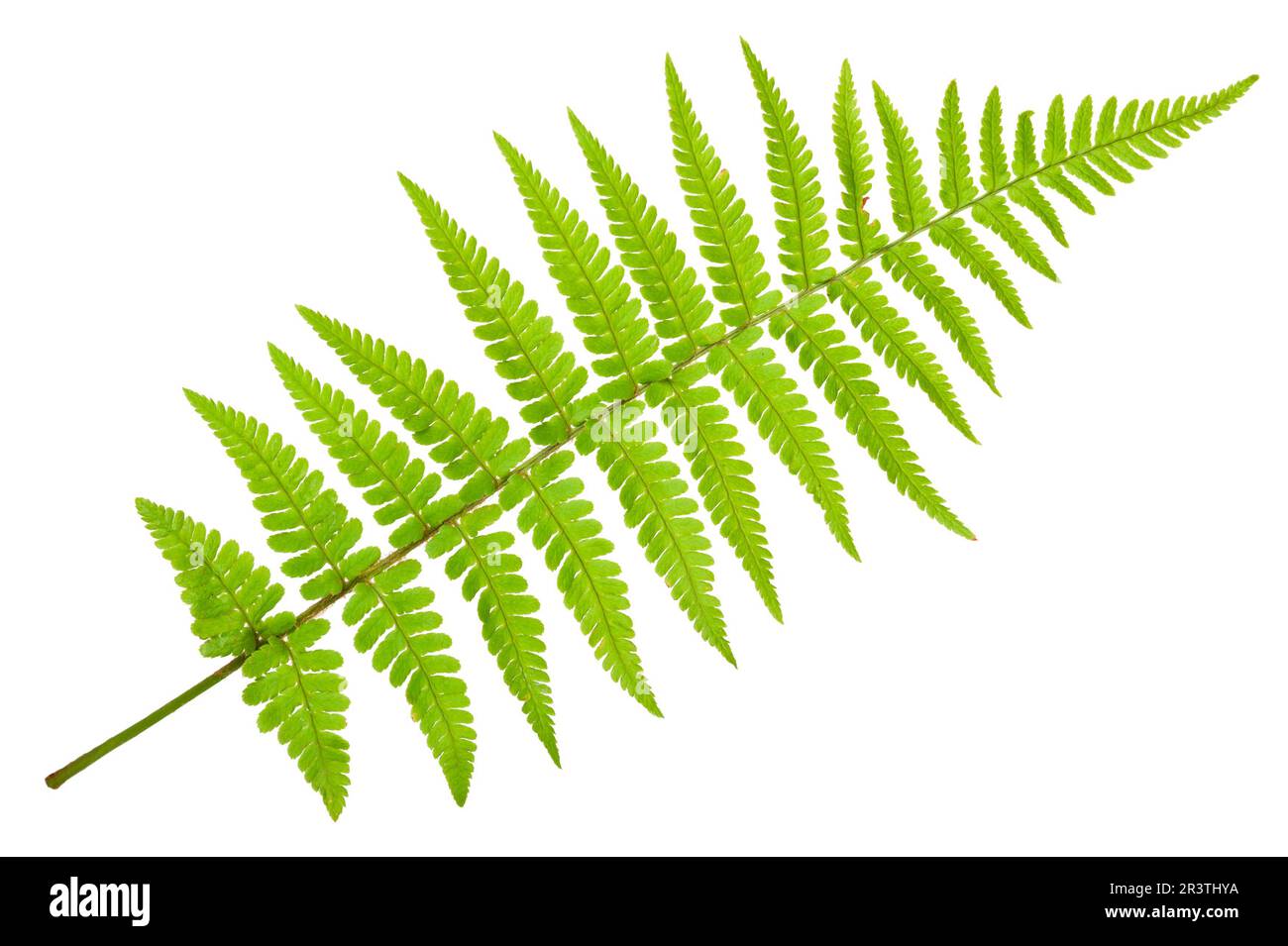 White fern hi-res stock photography and images - Alamy