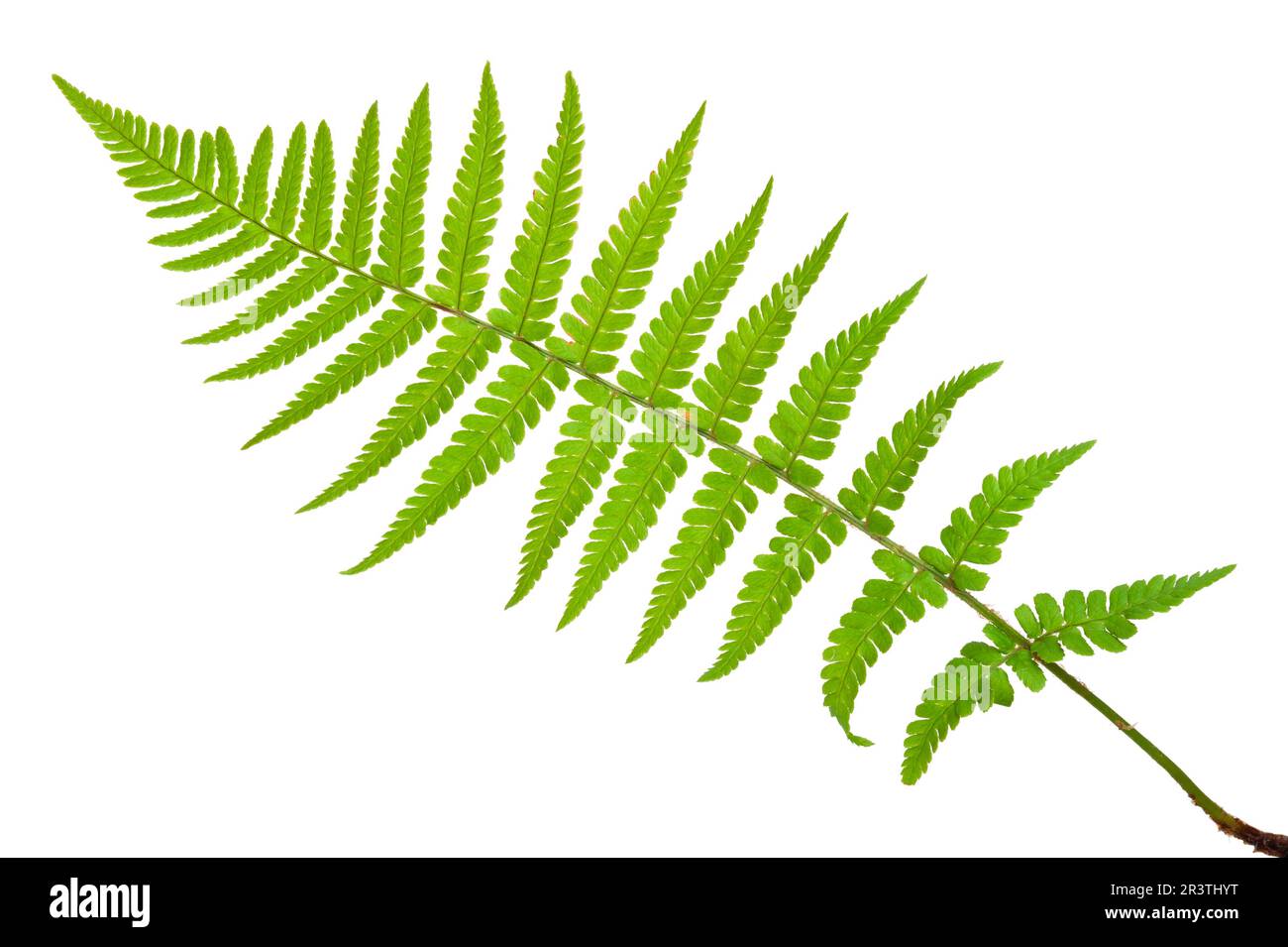 Fern isolated on white background Stock Photo - Alamy
