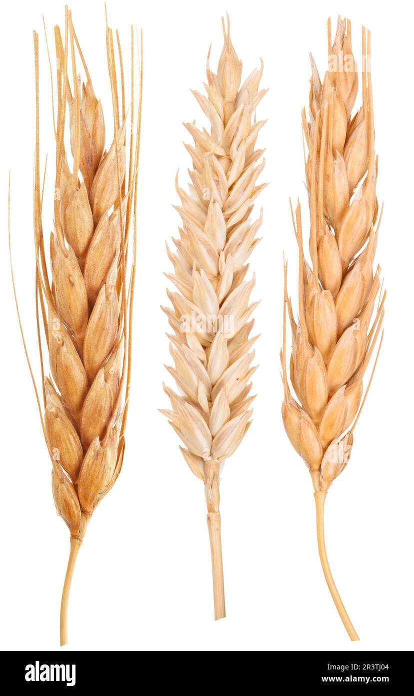 Kernel of wheat hi-res stock photography and images - Alamy