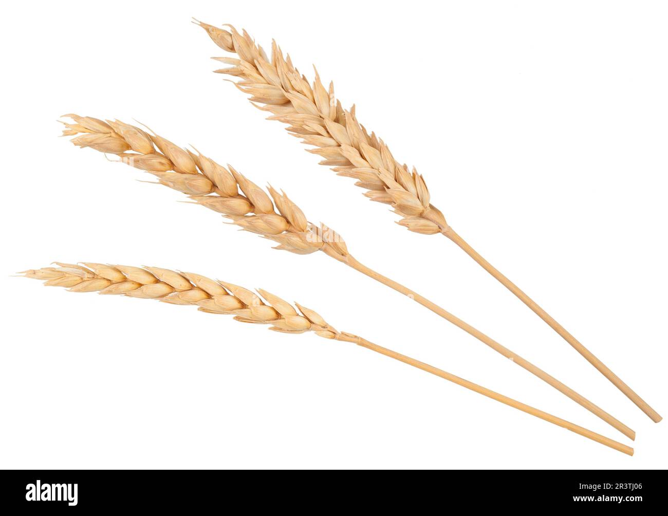 Ears of wheat Stock Photo - Alamy