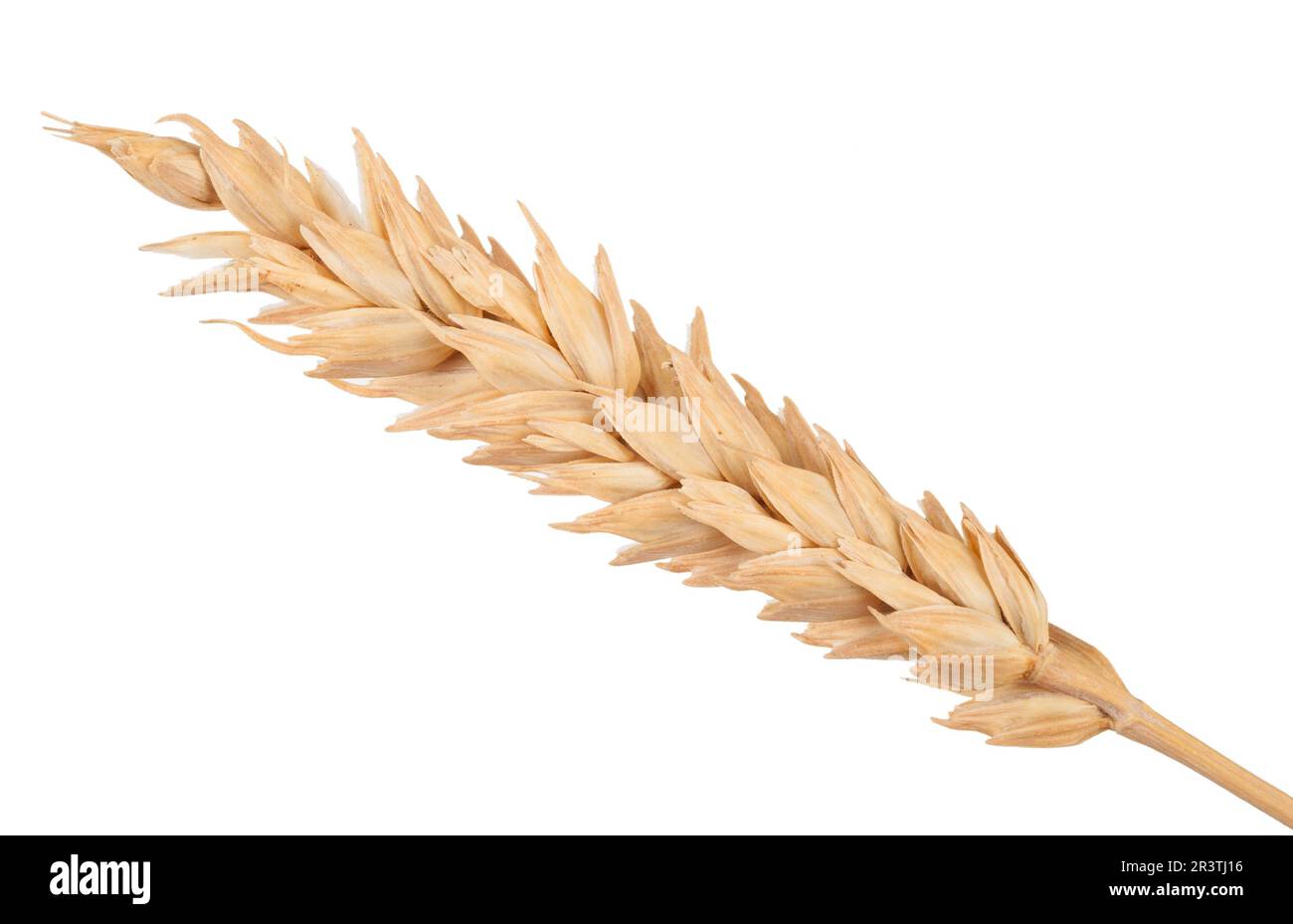 Ear of wheat hi-res stock photography and images - Alamy