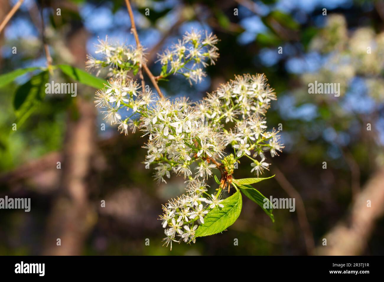 Close up view of a branch of feathery white blossoms and buds on an ...