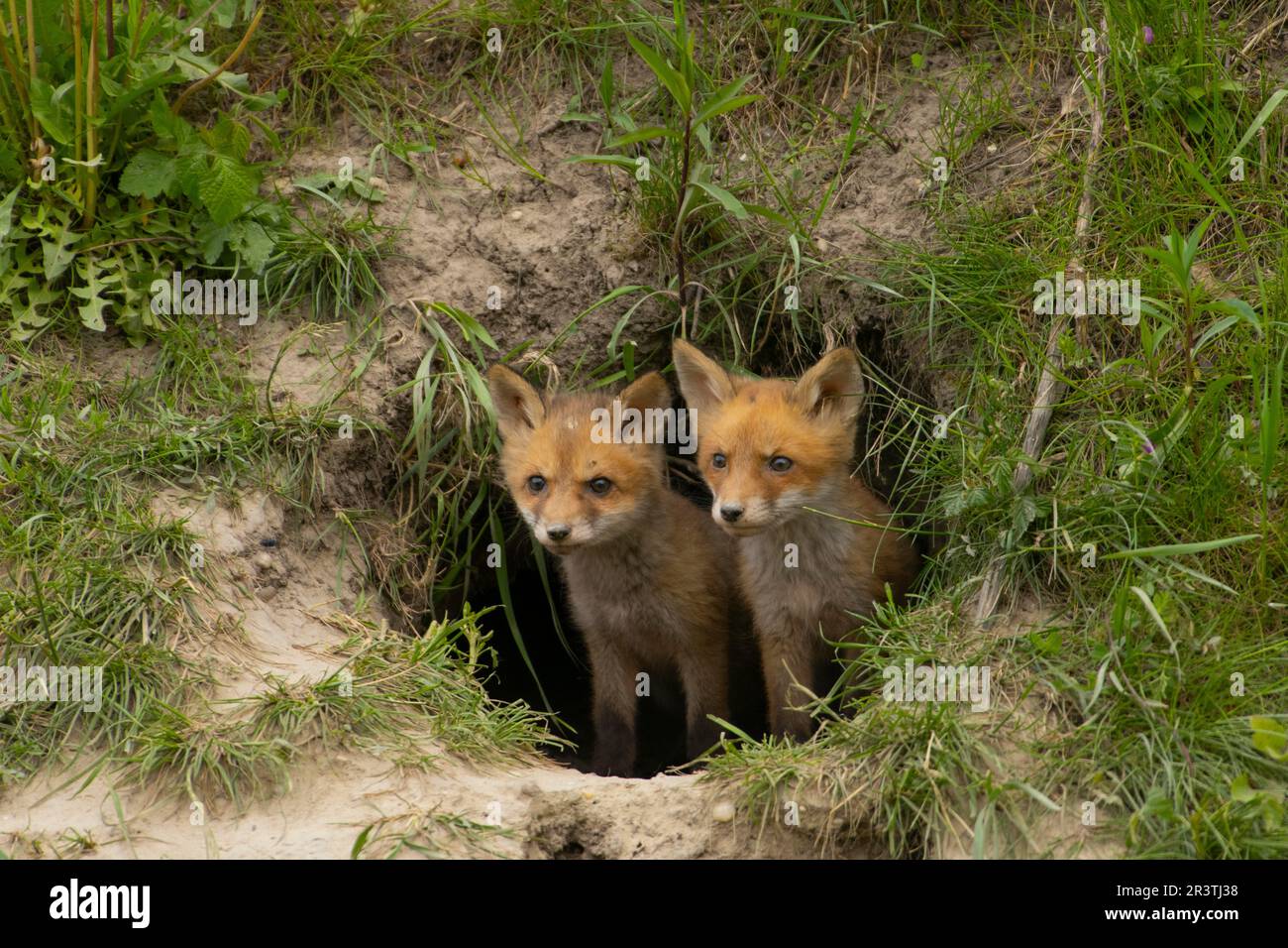 Red foxes (Vulpes vulpes), fox den, Lower Austria Stock Photo - Alamy