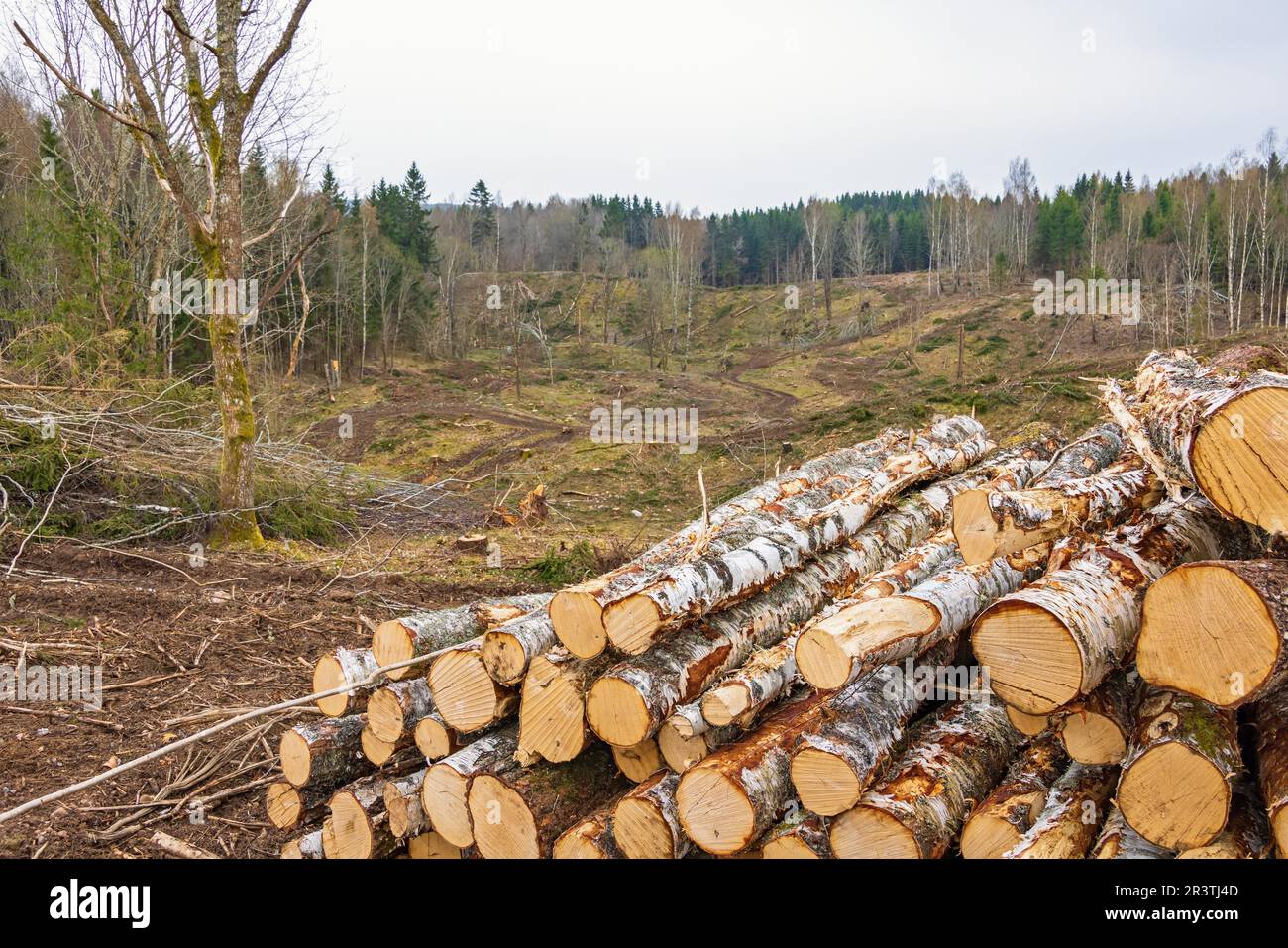 Birch logs in a pile at a forestry clearing in a woodland Stock Photo ...