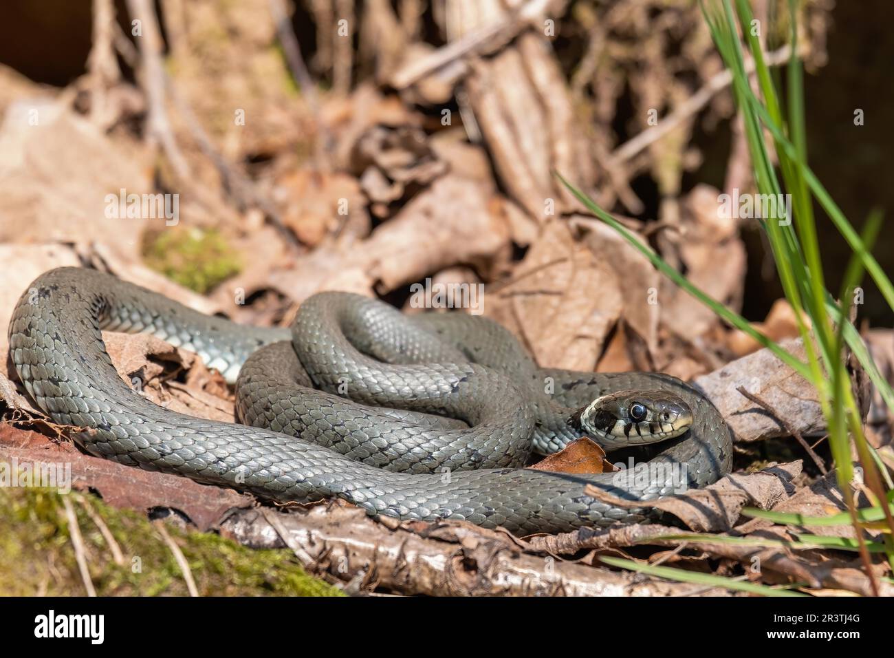Grass snake (Natrix natrix) lying and basking in the spring sun Stock ...
