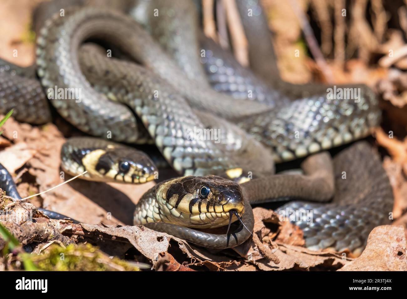 Grass snake (Natrix natrix) lying on the ground with its tongue out ...
