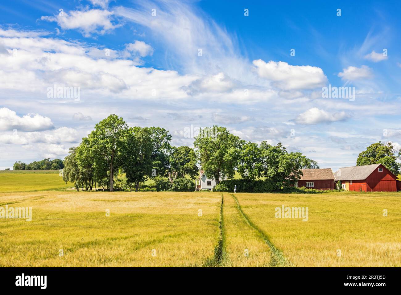 Country farm in a grove of trees by a cornfield in Sweden Stock Photo ...