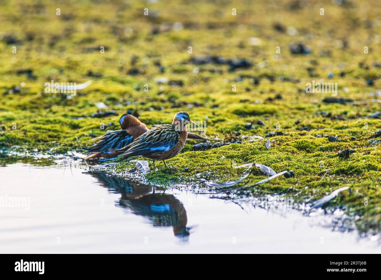 Pair of Red-necked phalarope (Phalaropus lobatus) birds at a beach in ...