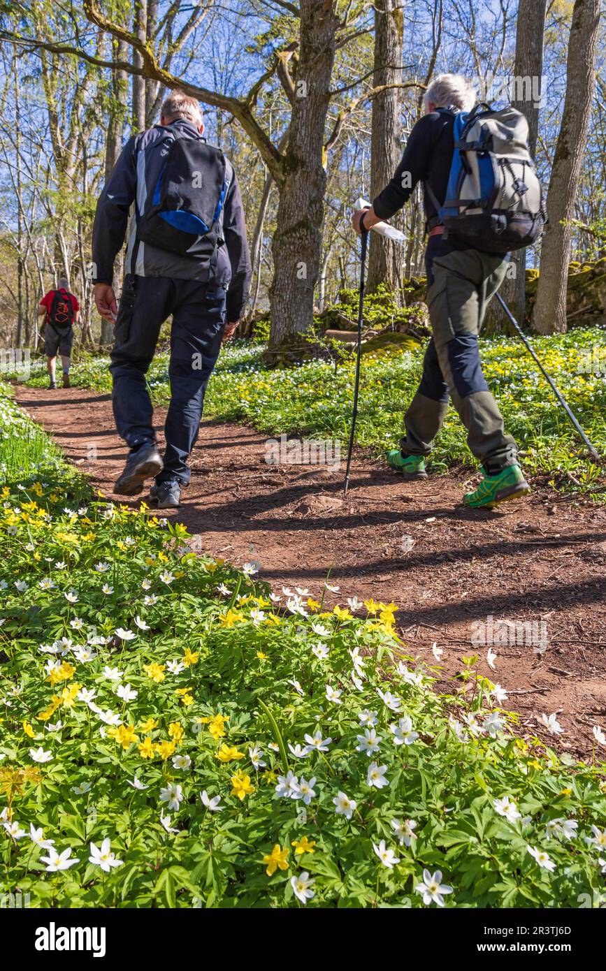 Men with rucksacks walking on a footpath in the forest with blooming ...