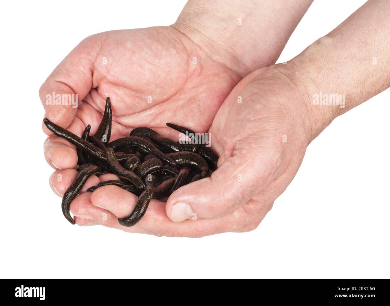 Leeches medicine hi-res stock photography and images - Alamy
