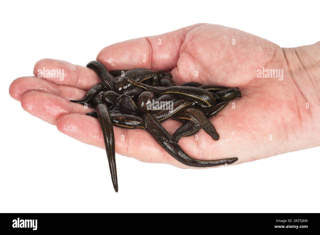 Leeches medicine hi-res stock photography and images - Alamy
