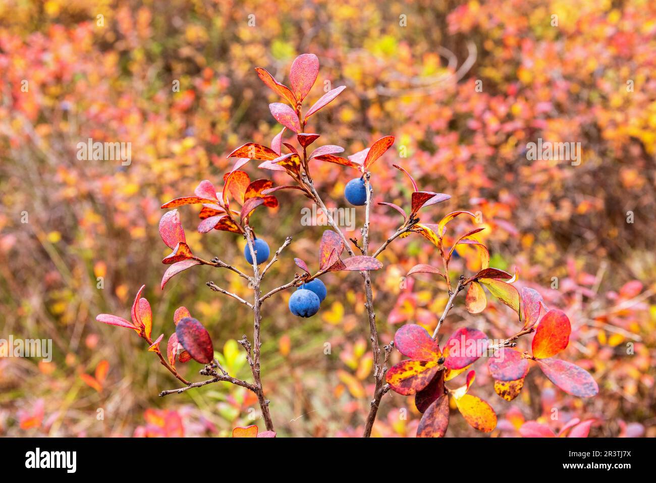 Ripe blueberries in the forest with autumn colors in Sweden Stock Photo ...