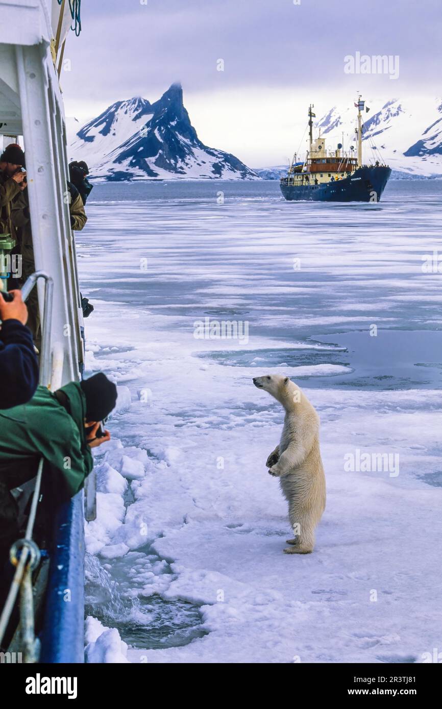 Polar bear standing on the ice by a ship for nature tourism with ...