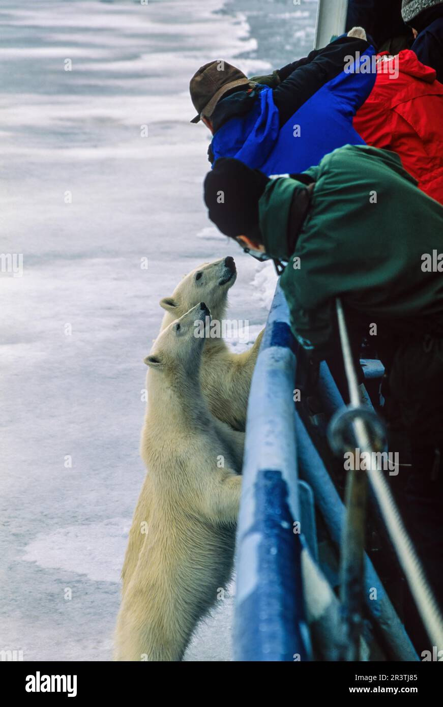 Tourists photographing Polar Bears from a ship in the Arctic ...