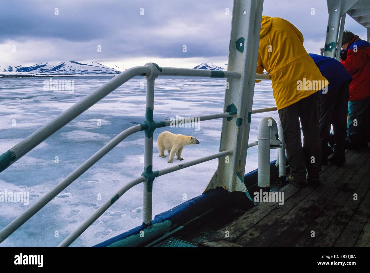 Tourists photographing Polar Bears from a ship in the Arctic ...