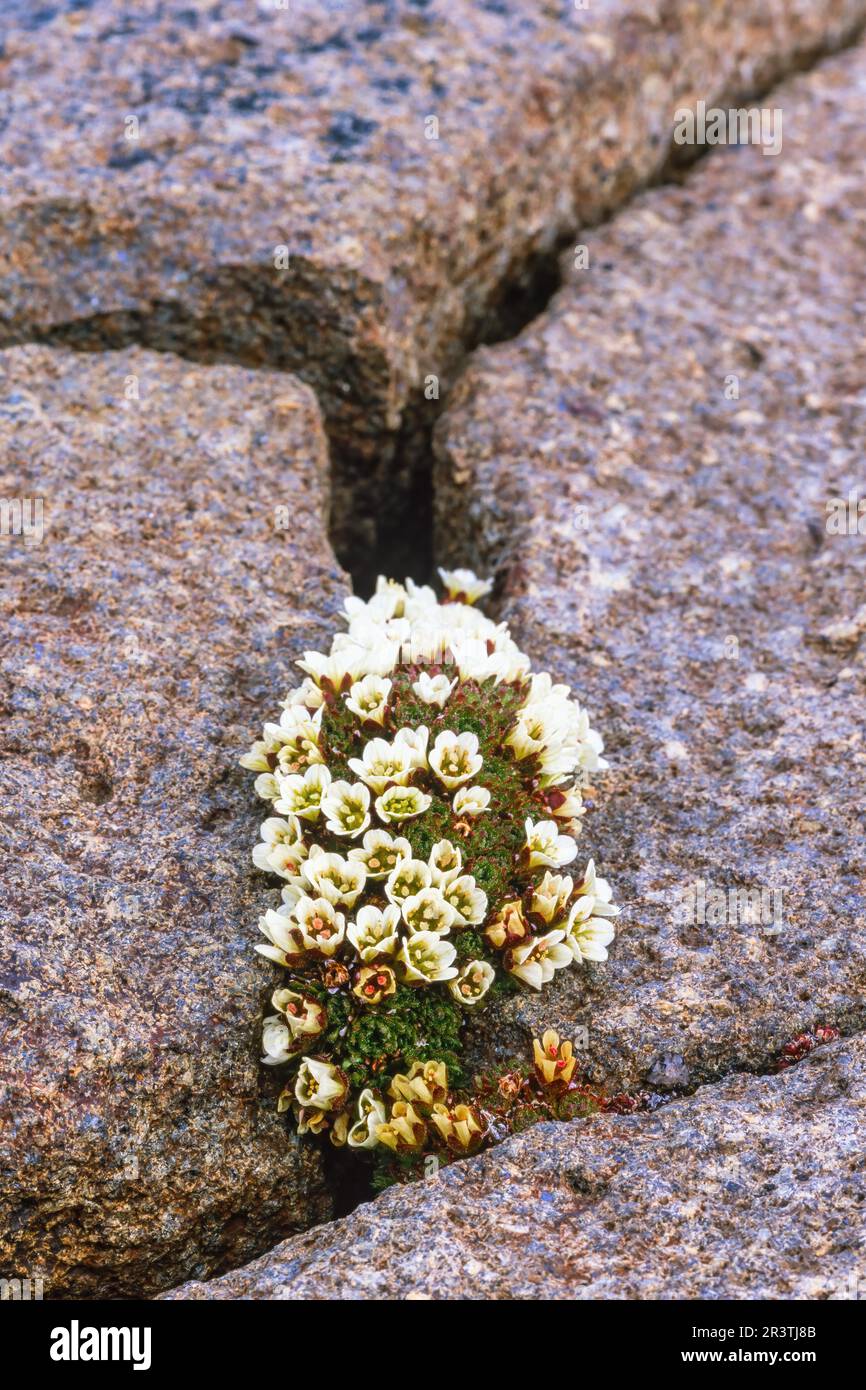 Flowering Pincushion plant (Diapensia lapponica) in ar rock crevice at ...