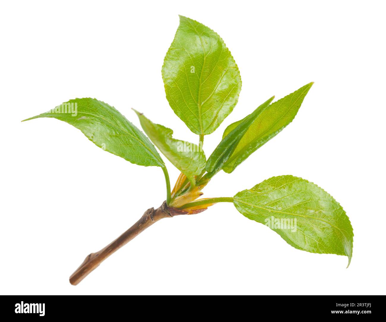 Buds growing hi-res stock photography and images - Alamy
