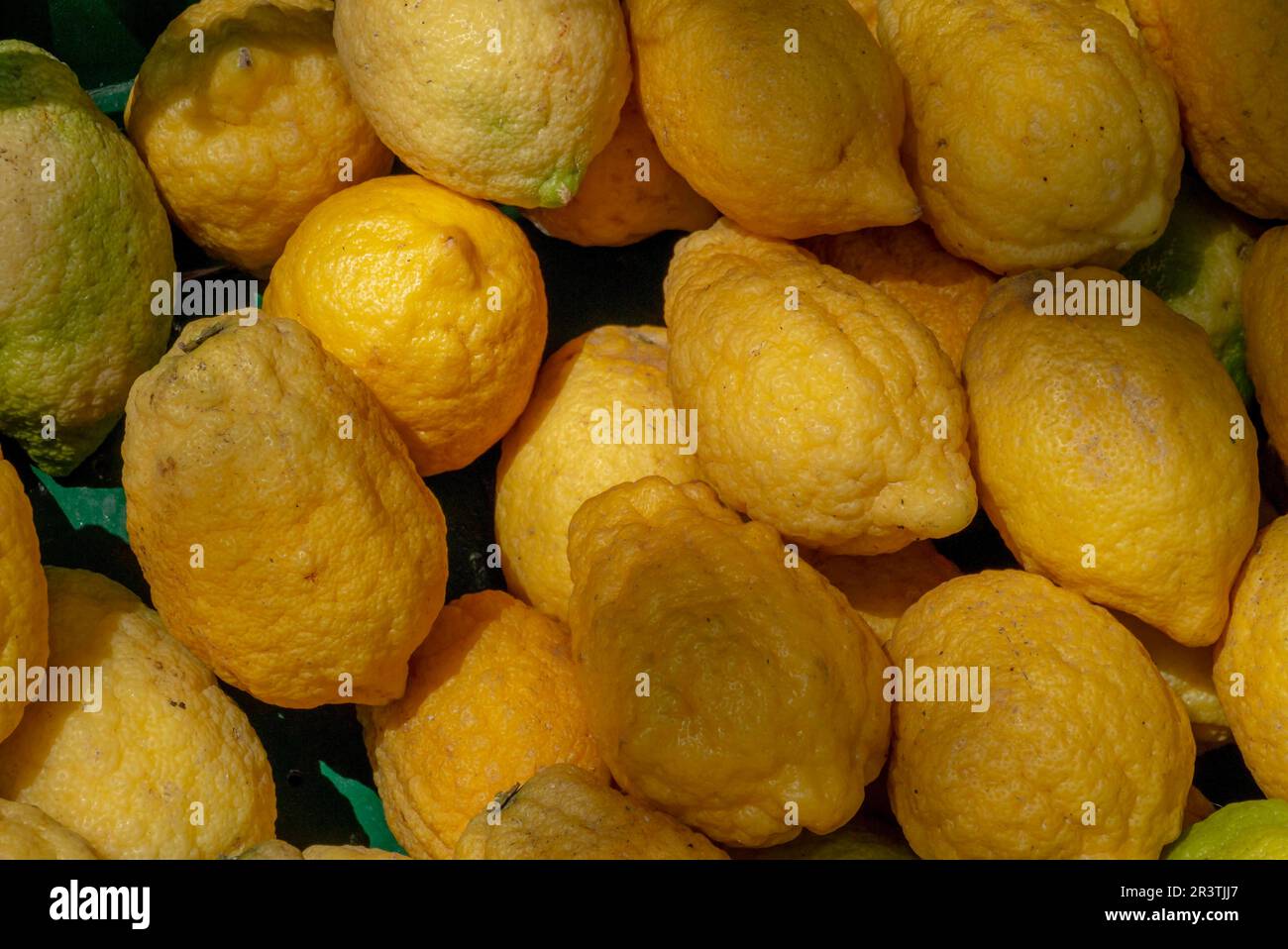 Citron (Citrus medica) or Cedrat Stock Photo - Alamy