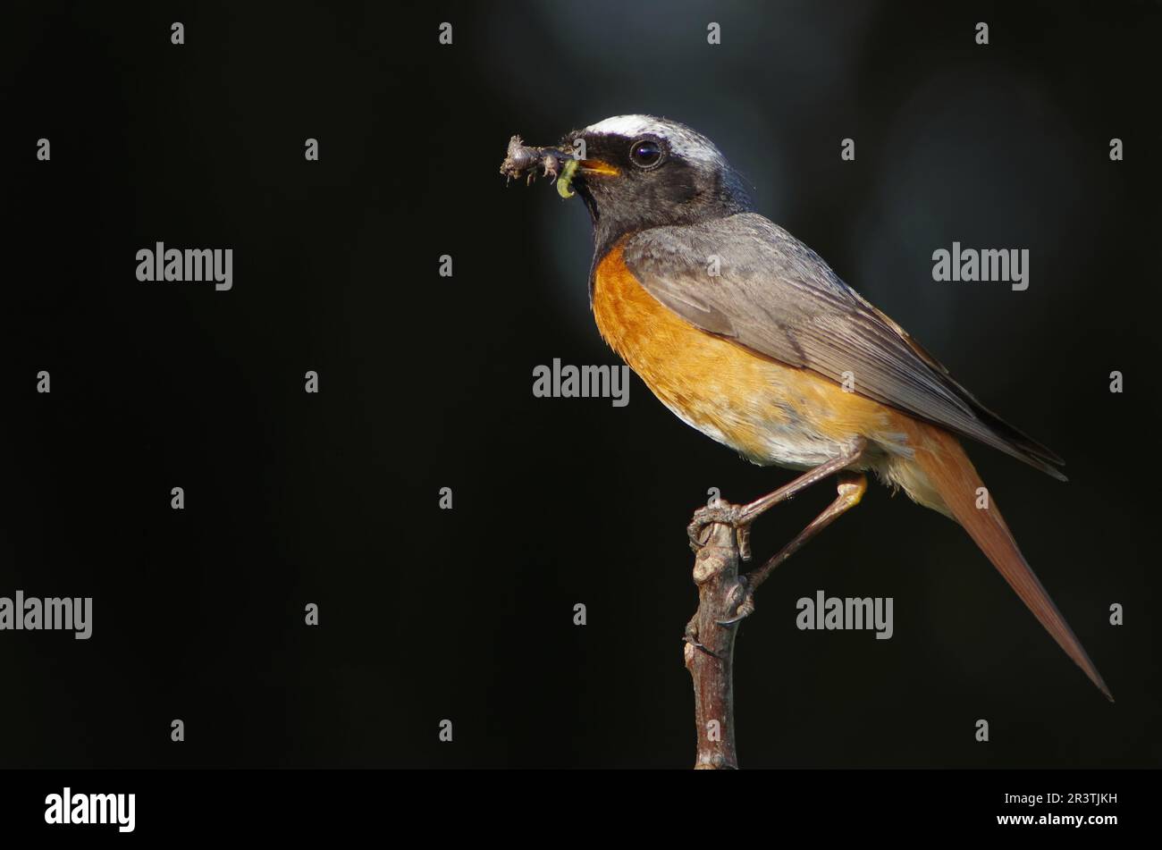 Nesting redstart hi-res stock photography and images - Alamy