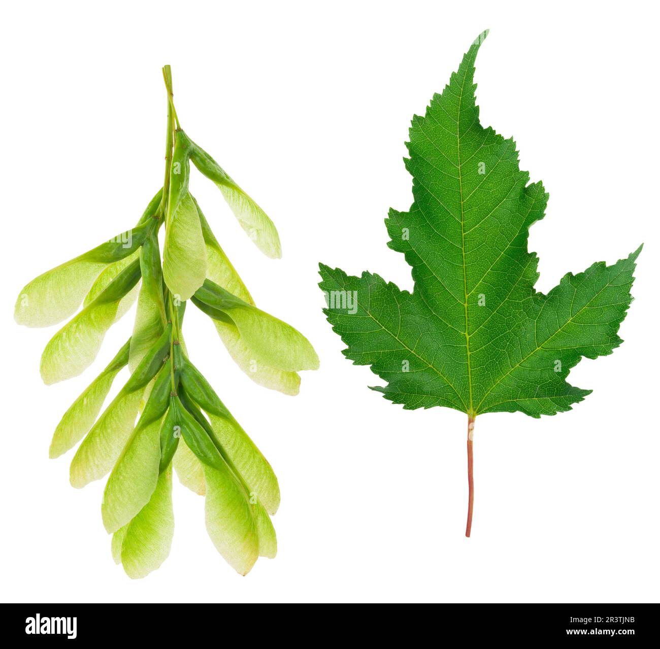 Maple seed Cut Out Stock Images & Pictures - Alamy