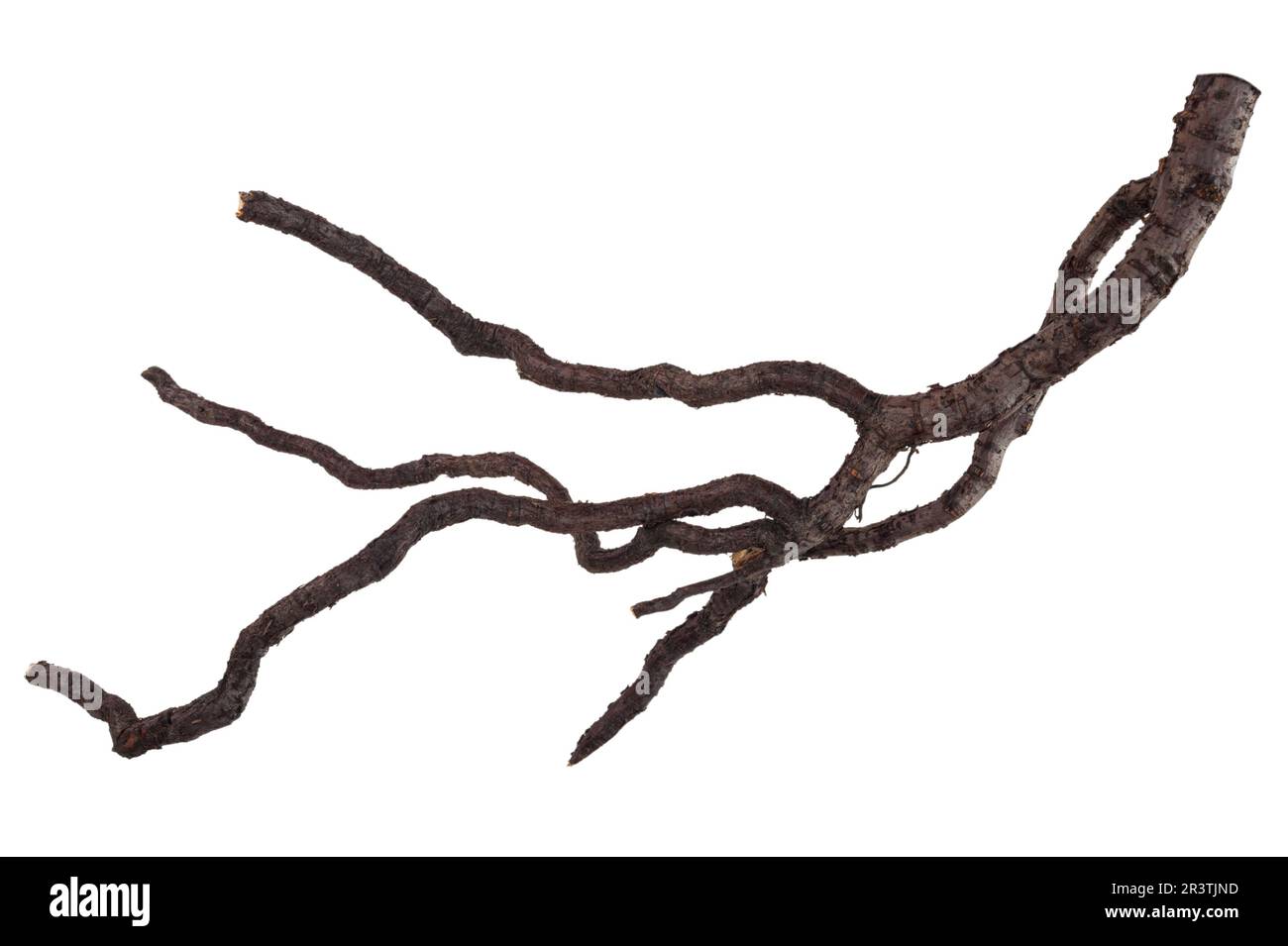 Whole tree and roots hi-res stock photography and images - Alamy