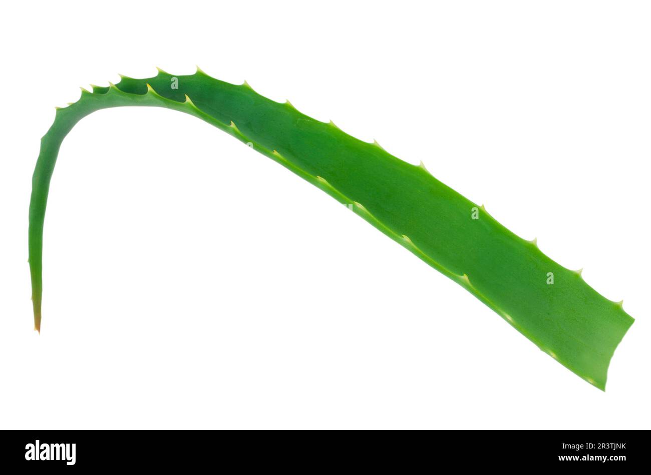 Aloe flower detail hi-res stock photography and images - Alamy