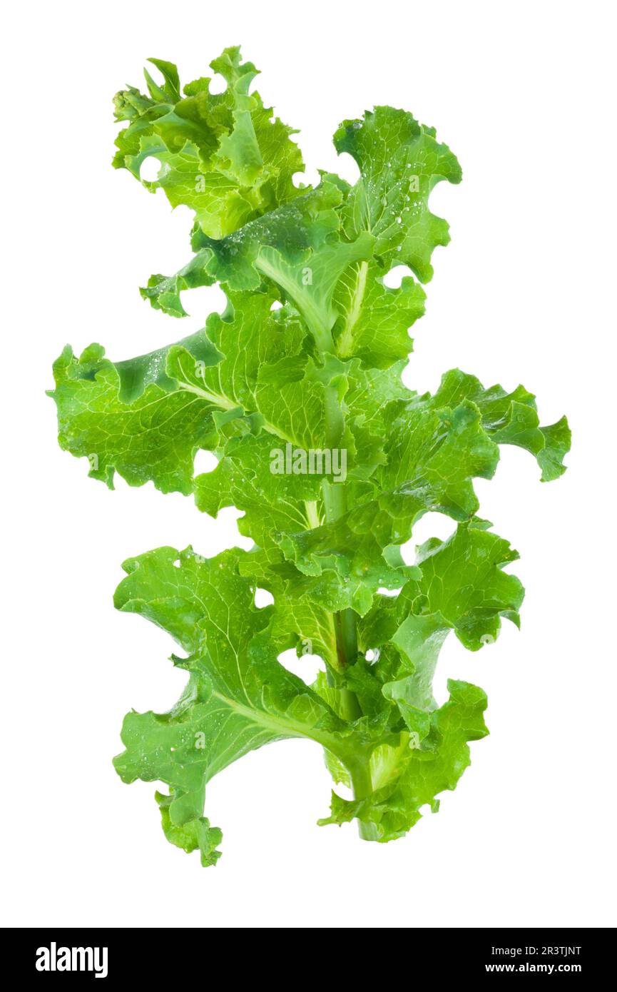 Green fresh lettuce hi-res stock photography and images - Alamy