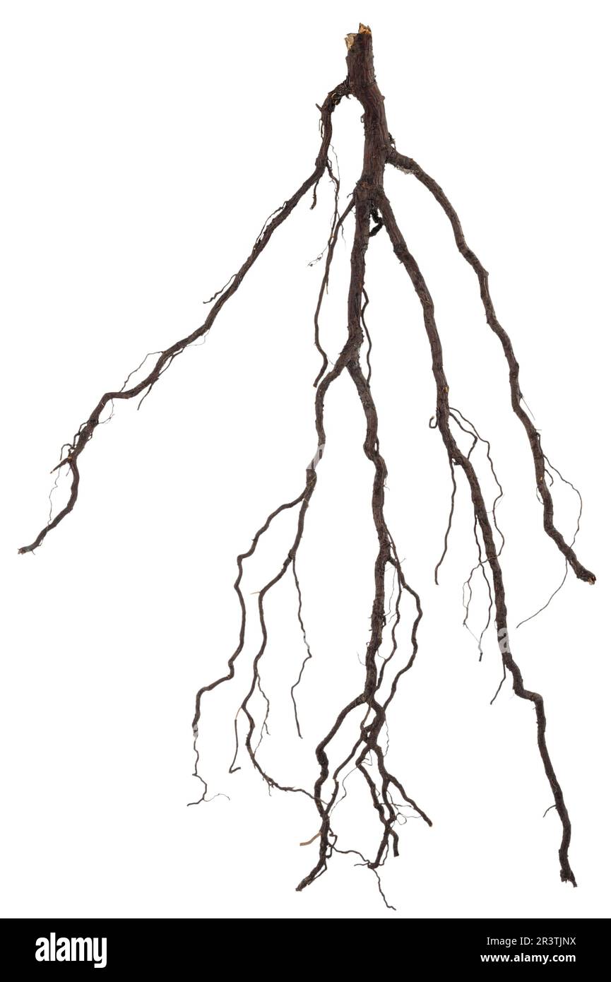 Network roots Cut Out Stock Images & Pictures - Alamy