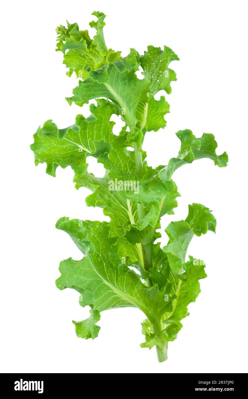 Green fresh lettuce hi-res stock photography and images - Alamy