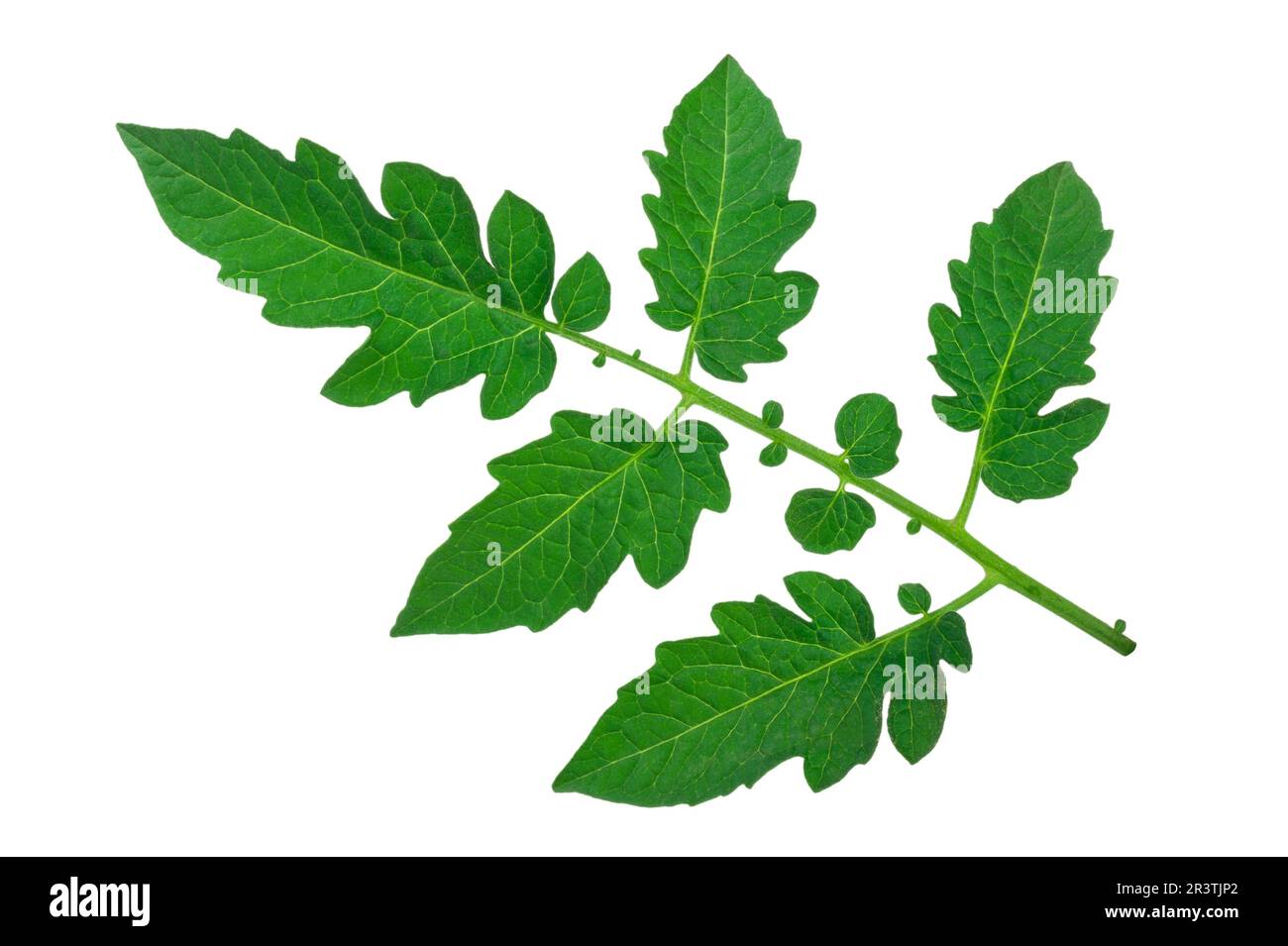 Greenhouse with tomato Cut Out Stock Images & Pictures - Alamy